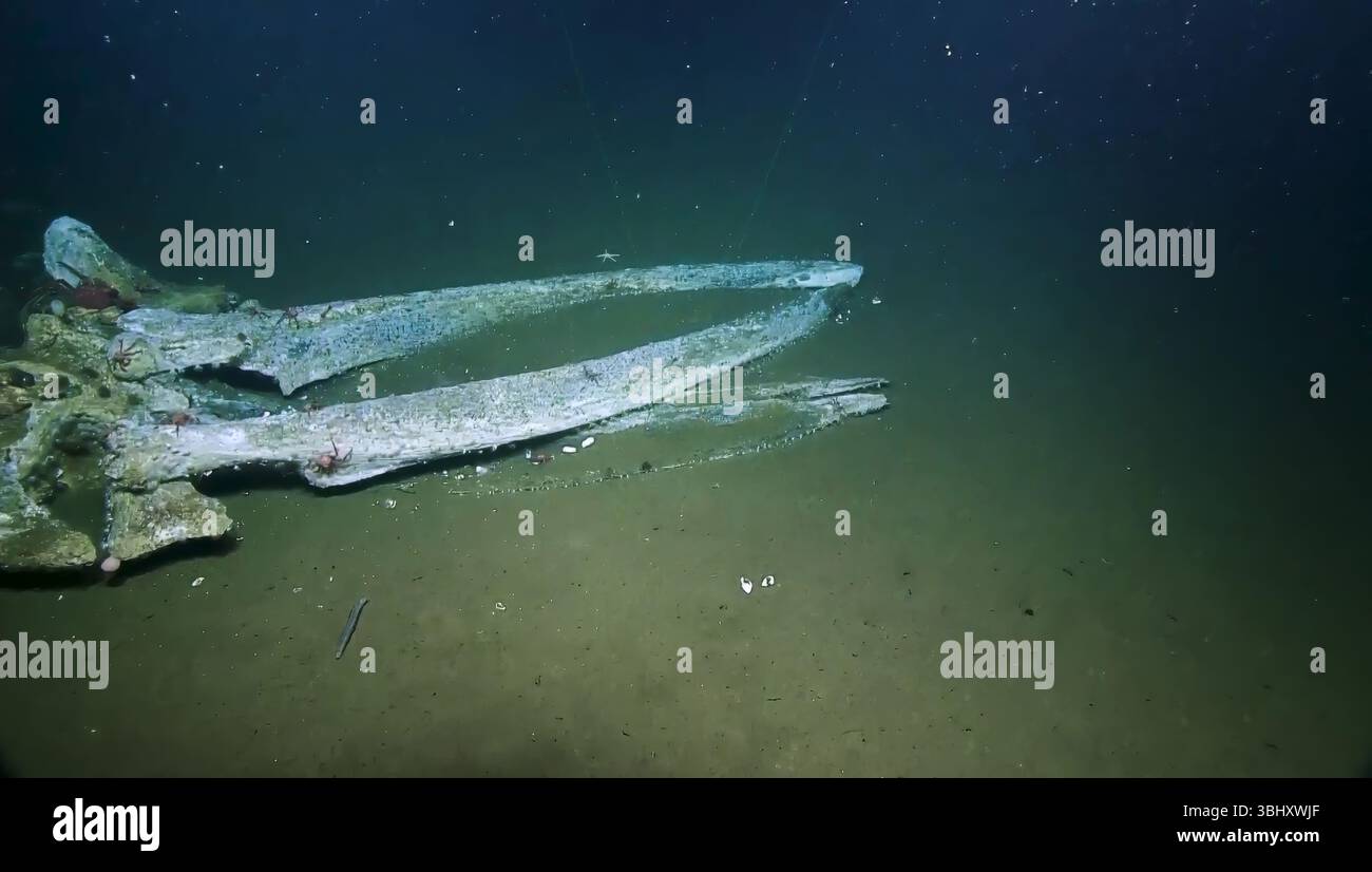 Deep Sea Megalodon Bones Deep Ocean Exploration Mariana Trench 2025 ...
