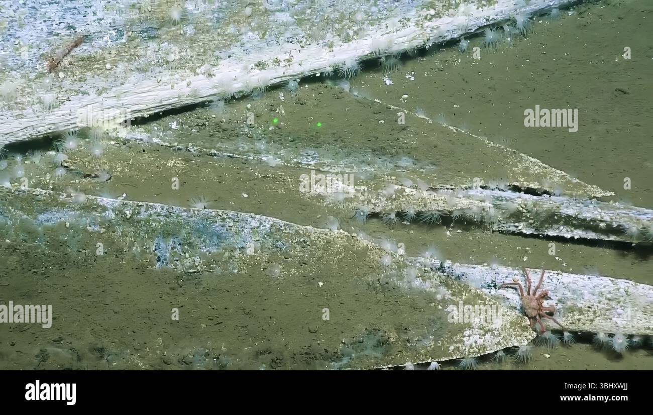 Deep Sea Megalodon Bones Deep Ocean Exploration Mariana Trench 2025 ...