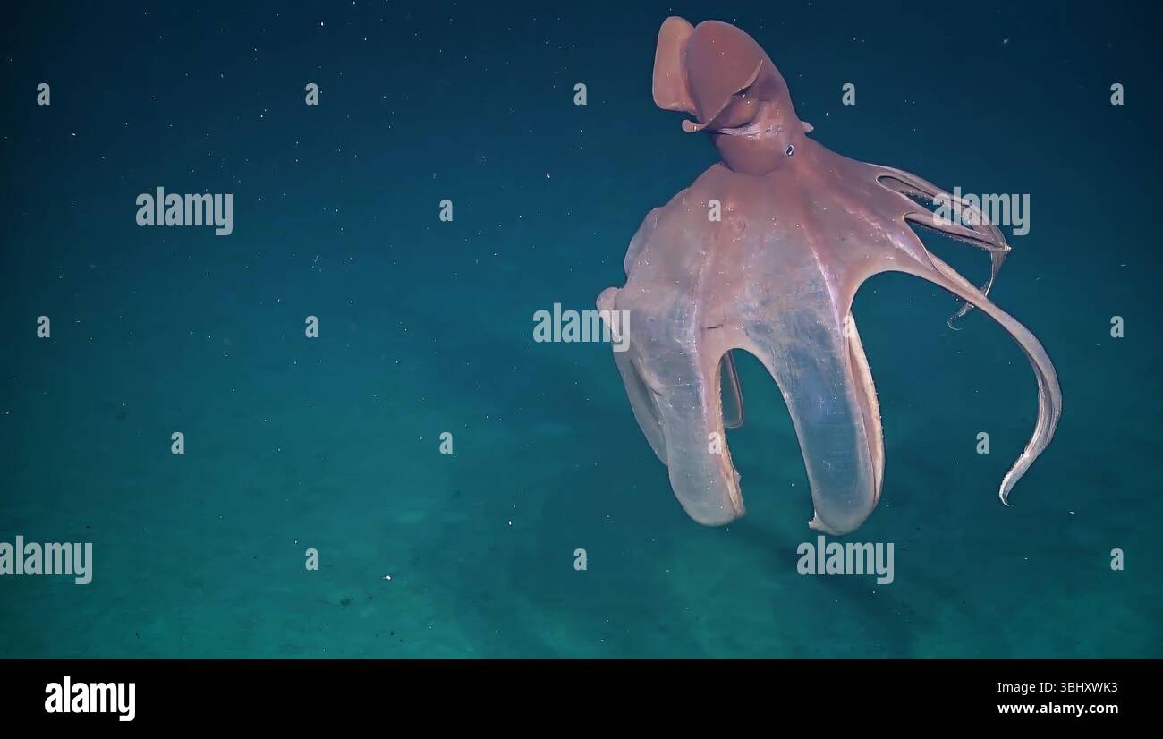 Deep Sea Dumbo octopus Deep Ocean Exploration Mariana Trench 2025 Stock ...