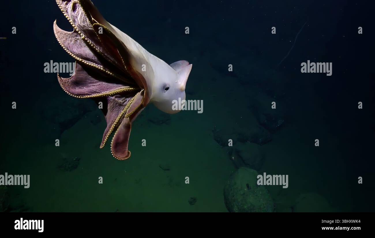 Deep Sea Dumbo octopus Deep Ocean Exploration Mariana Trench 2025 Stock ...
