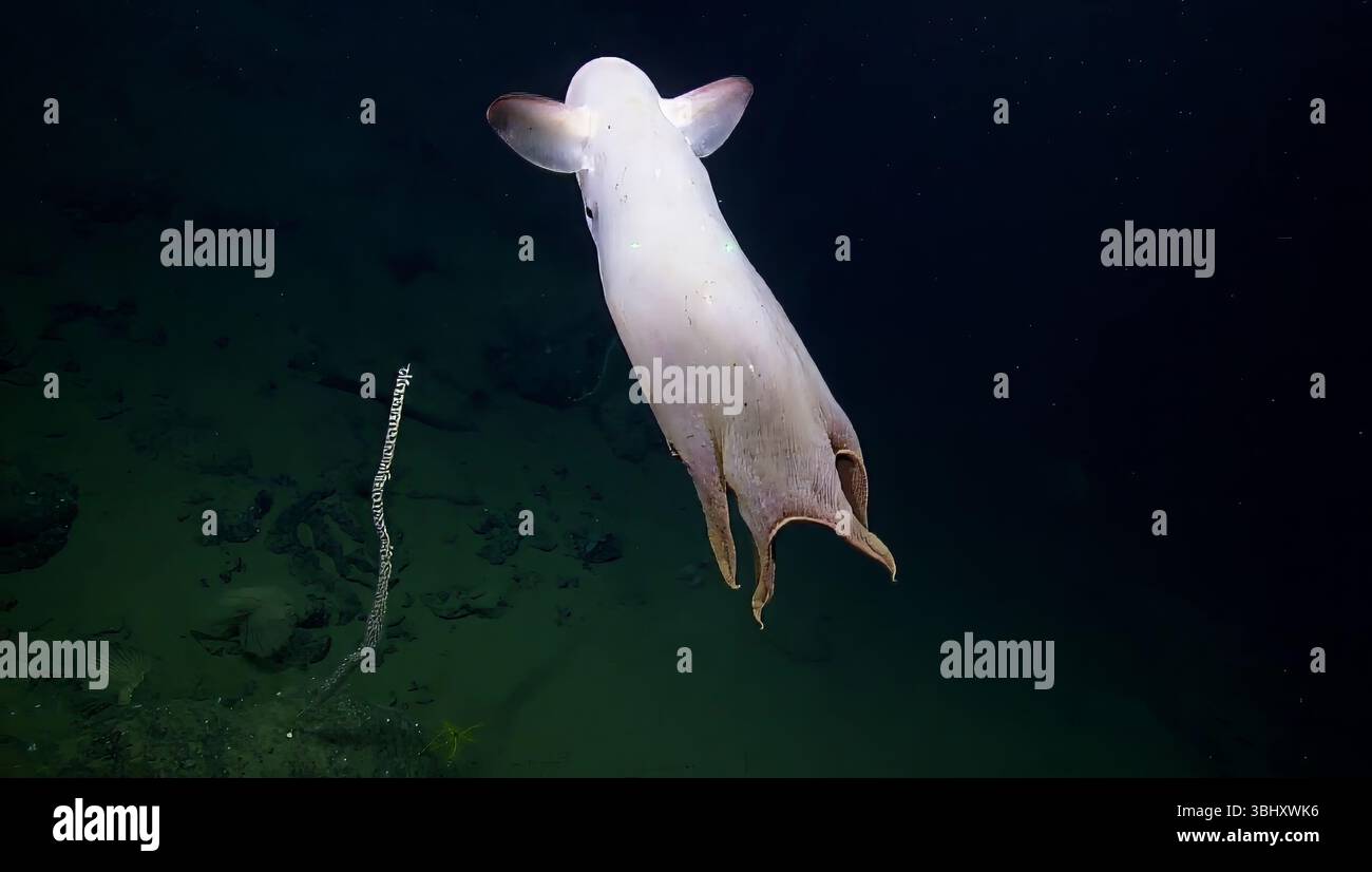 Deep Sea Dumbo octopus Deep Ocean Exploration Mariana Trench 2025 Stock ...
