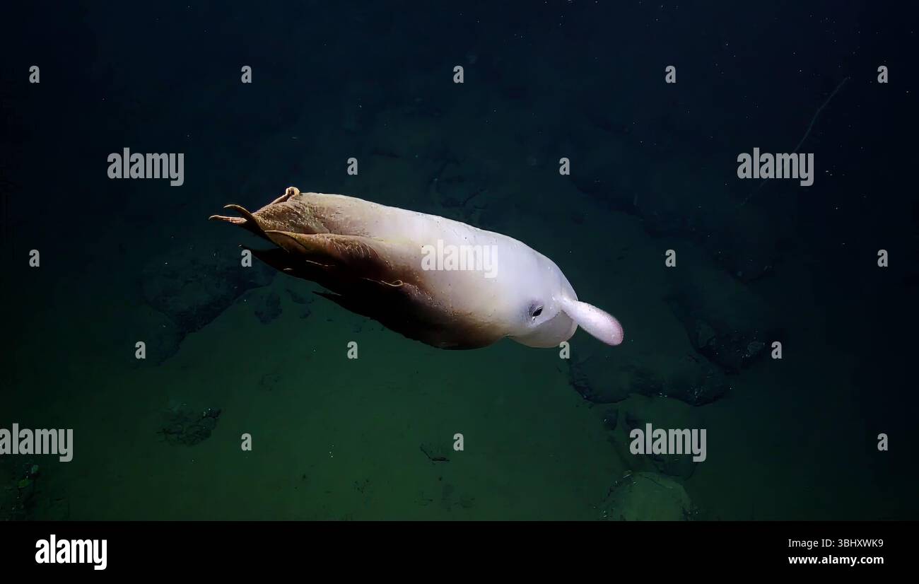 Deep Sea Dumbo octopus Deep Ocean Exploration Mariana Trench 2025 Stock ...