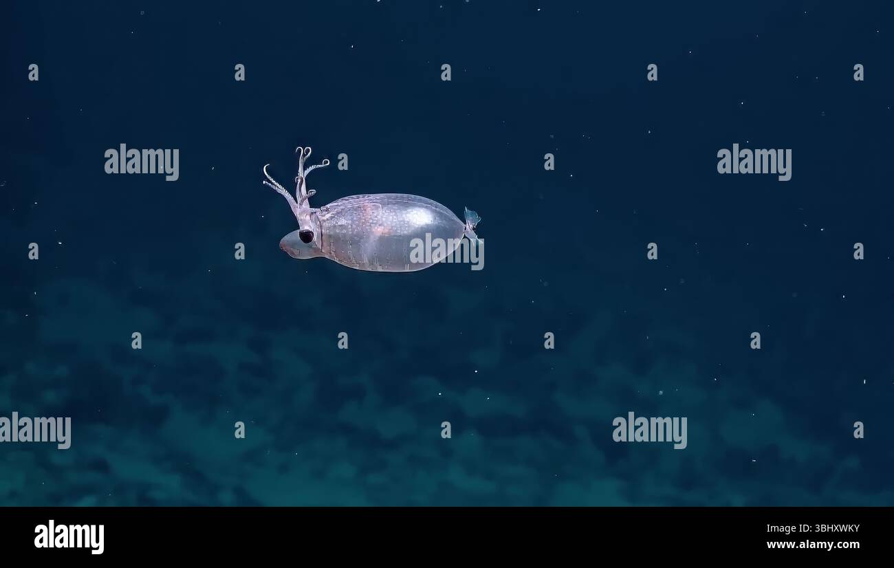 Deep Sea Glass squid Deep Ocean Exploration Mariana Trench 2025 Stock ...