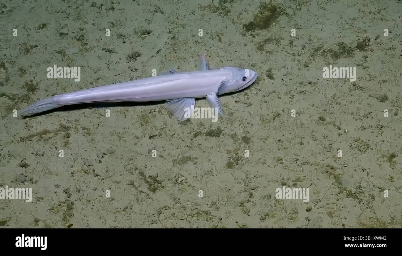 Deep Sea Mining Mariana Trench 2025 rattail grenadier Macrouridae Stock ...