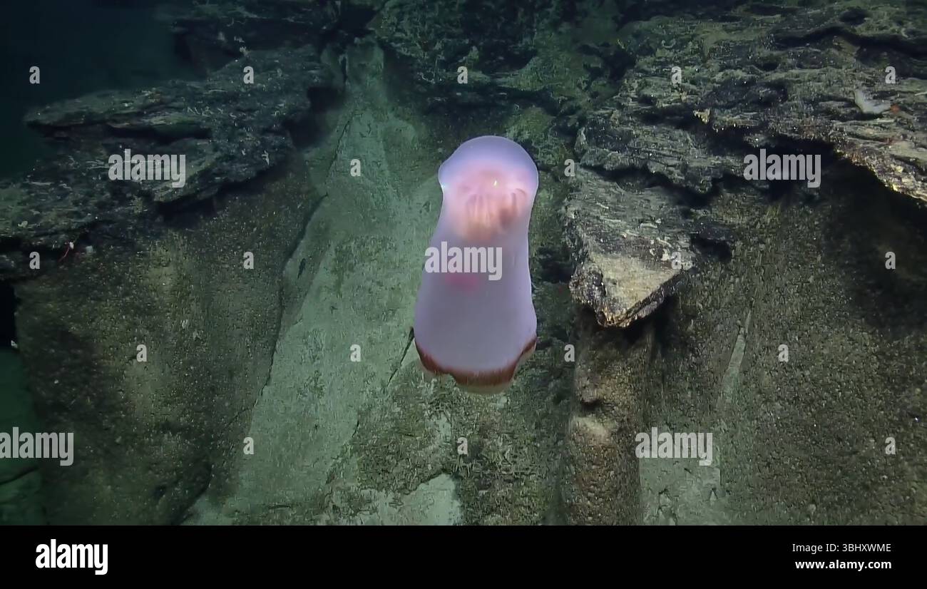 Deep ocean underwater hi-res stock photography and images - Alamy