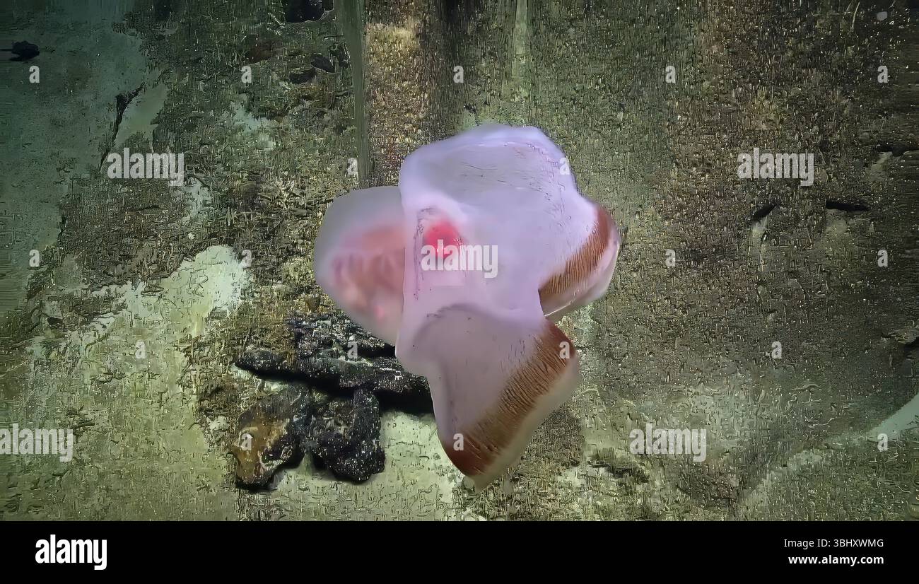 Deep Sea sea cucumber headless chicken monster Deep Ocean Exploration ...