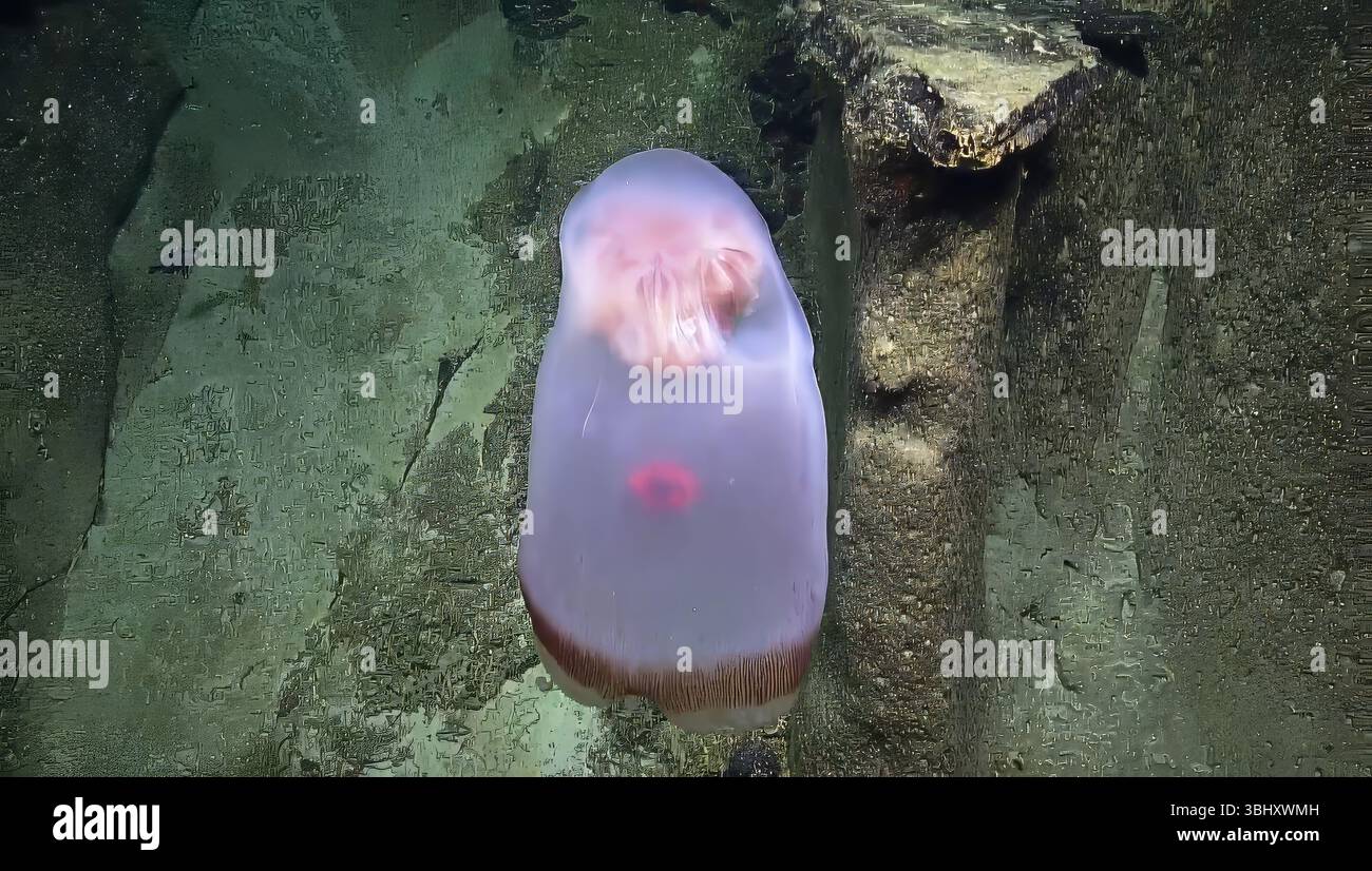 Deep Sea sea cucumber headless chicken monster Deep Ocean Exploration ...