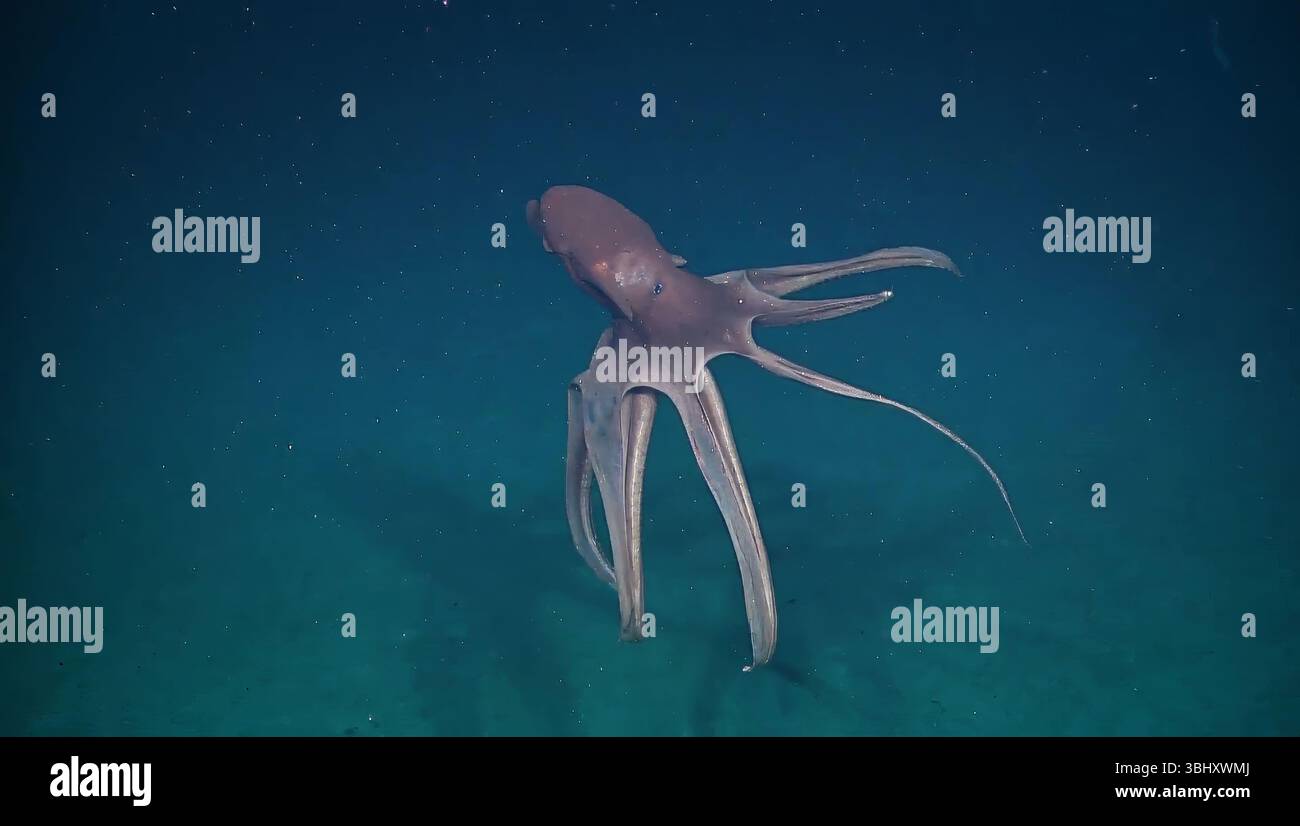 Deep Sea Dumbo octopus Deep Ocean Exploration Mariana Trench 2025 Stock ...