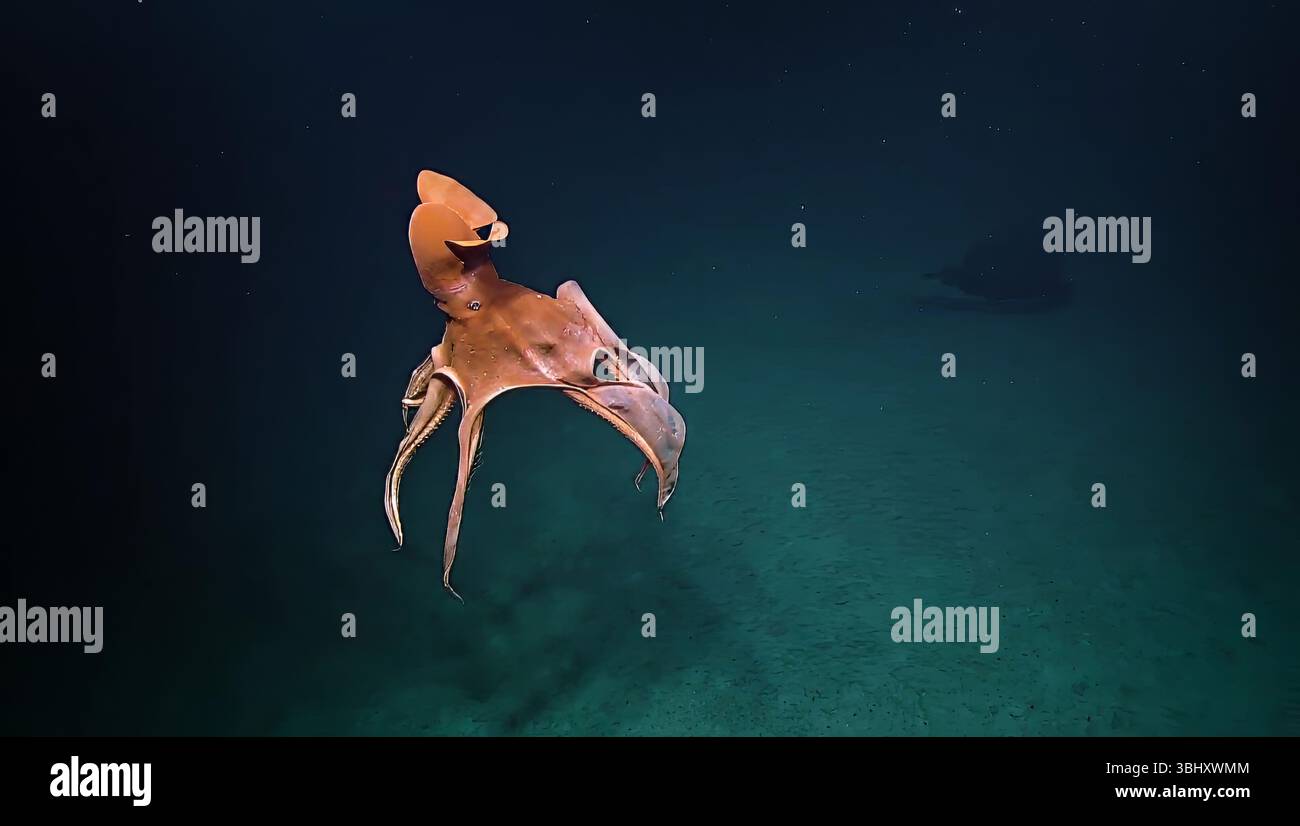 Deep Sea Dumbo octopus Deep Ocean Exploration Mariana Trench 2025 Stock ...