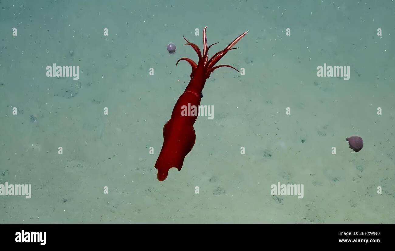 Deep Sea baby vampire squid Deep Ocean Exploration Mariana Trench 2025 ...