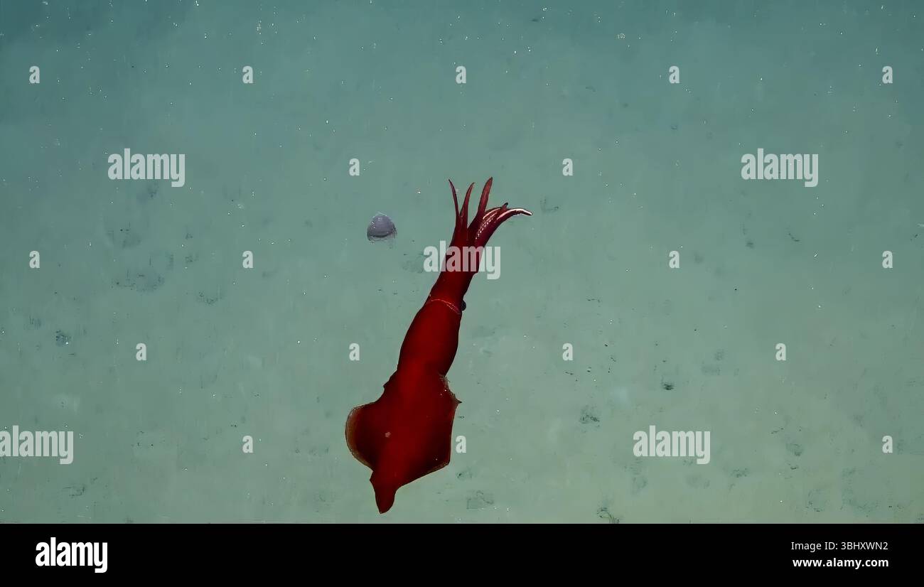 Deep Sea baby vampire squid Deep Ocean Exploration Mariana Trench 2025 ...