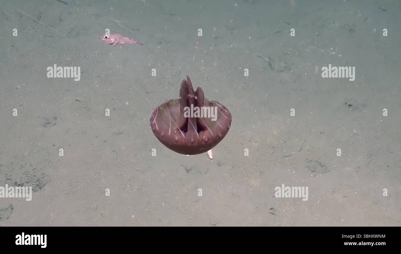 Deep Sea Mining 2025 Jellyfish Deepstaria Enigmatica Stock Photo - Alamy