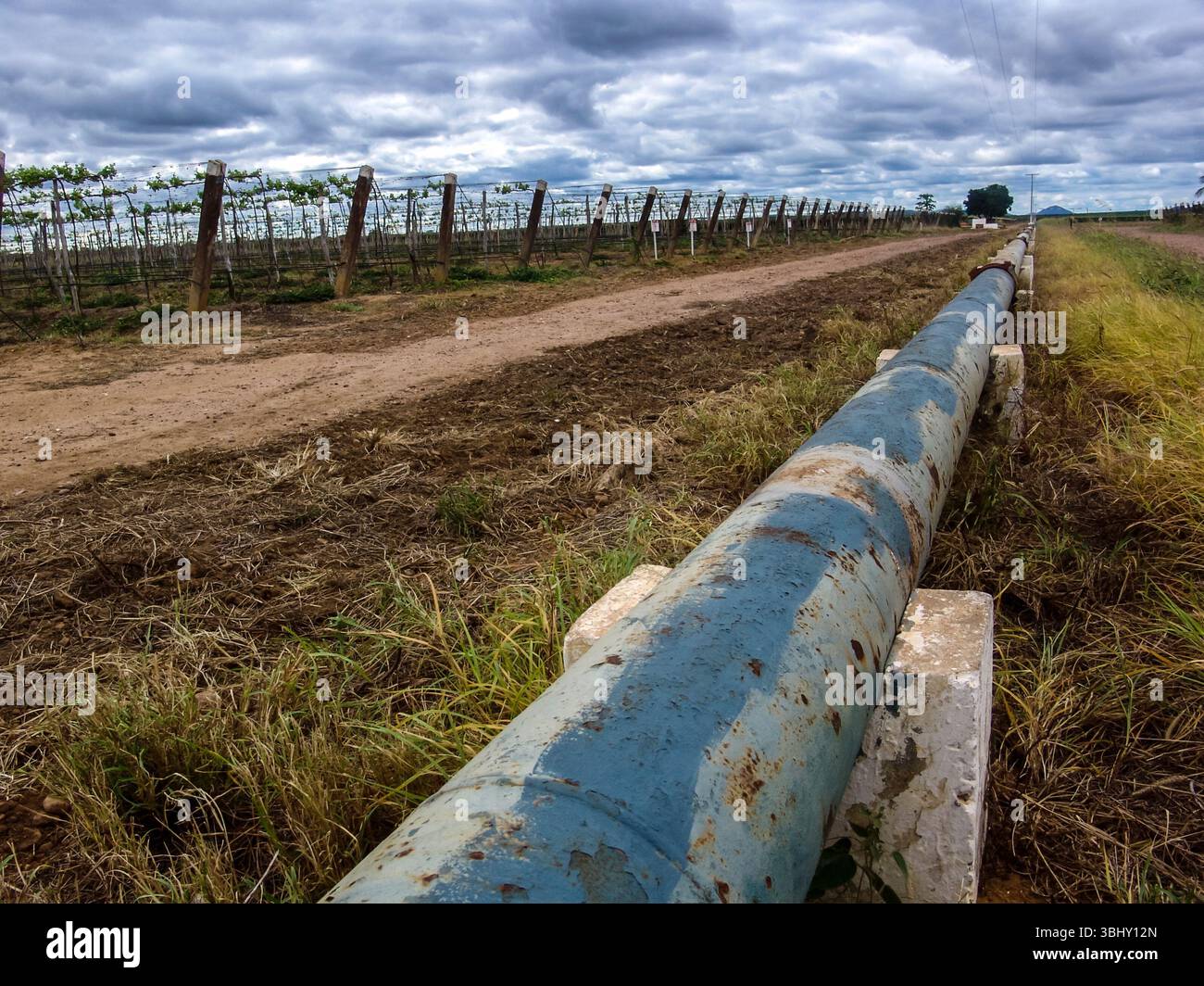 Vineyard under a cloudy sky, highlighting the water pipes, which part ...