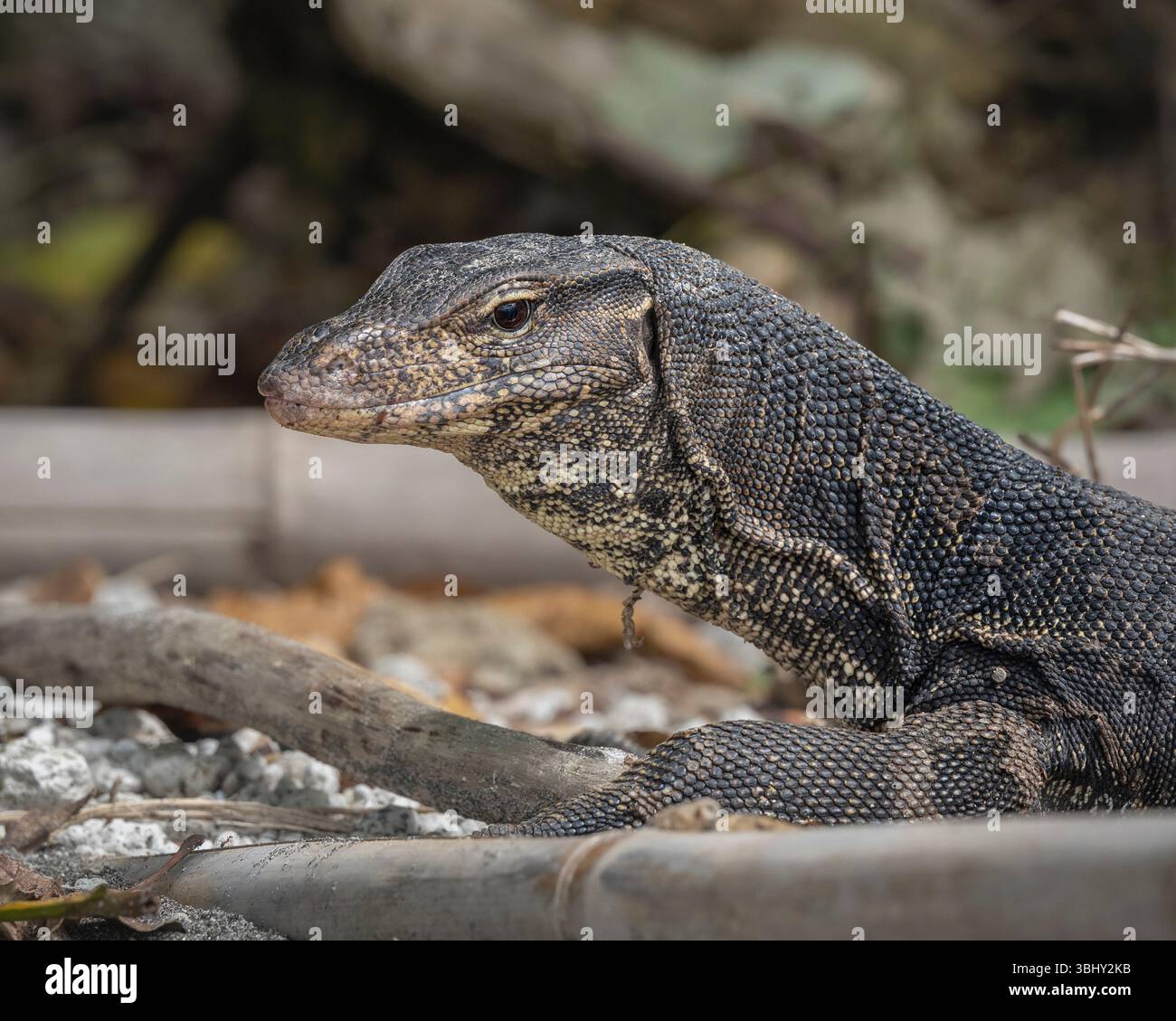 Closeup portrait view of wild asian water monitor aka varanus salvator ...