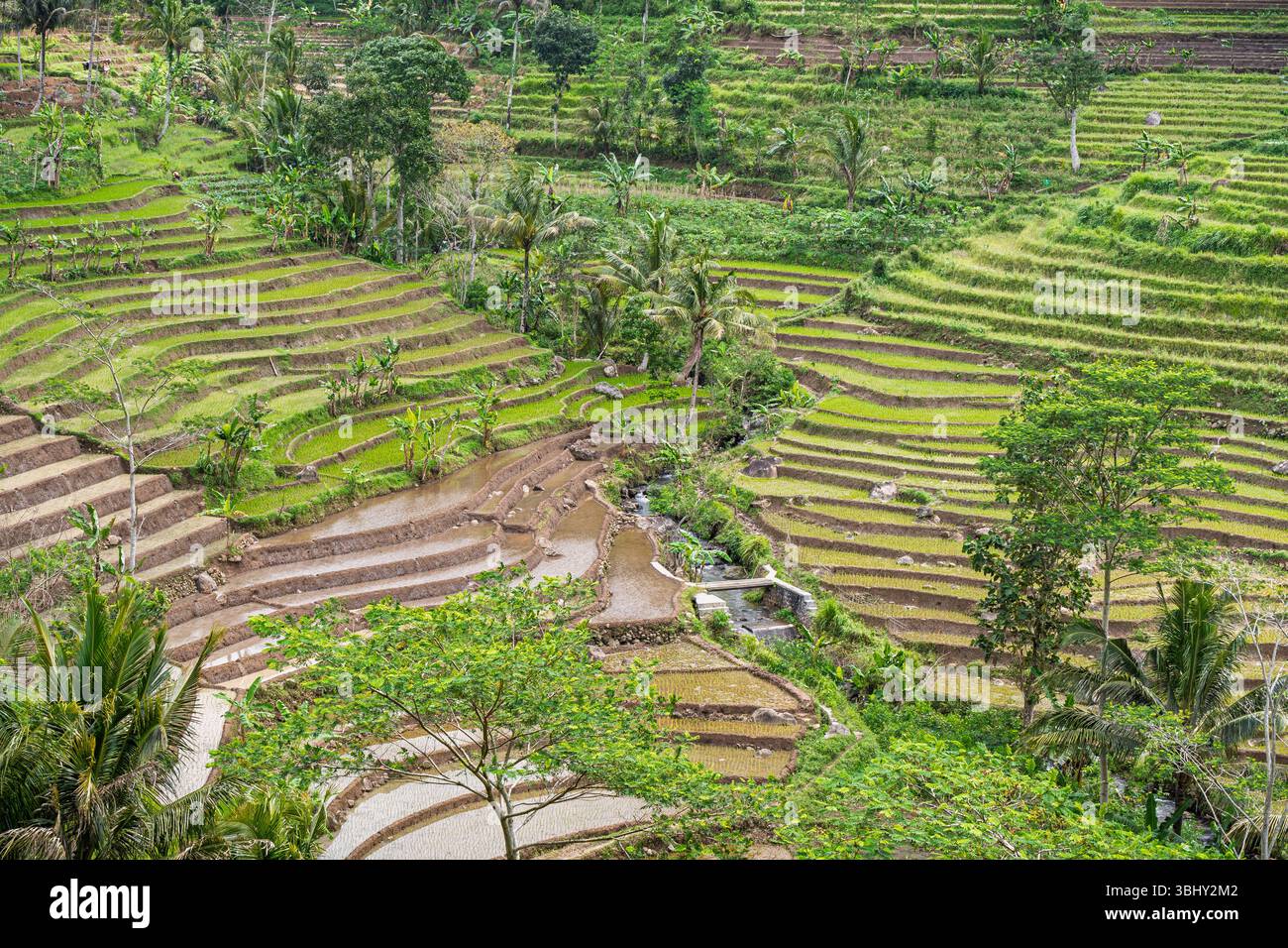 Scenic tropical landscape view of rice terraces in countryside ...