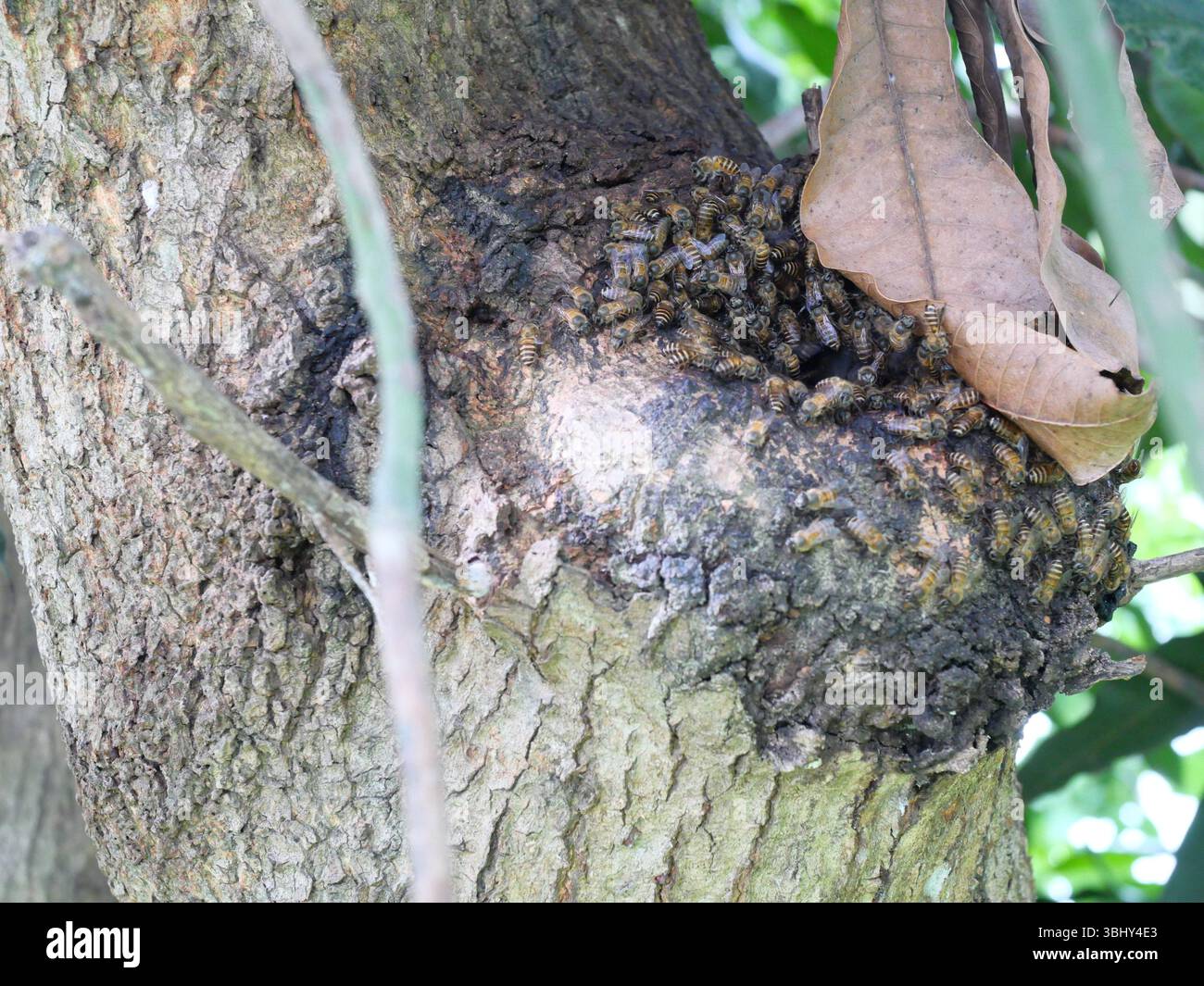 Eastern honey bee hi-res stock photography and images - Alamy