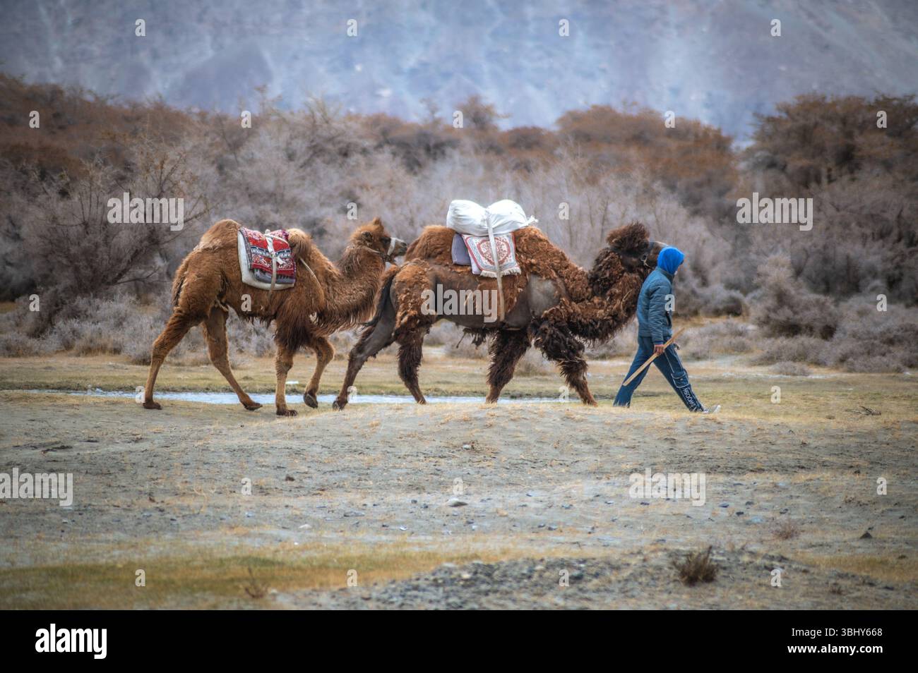 Camel handler hi-res stock photography and images - Alamy