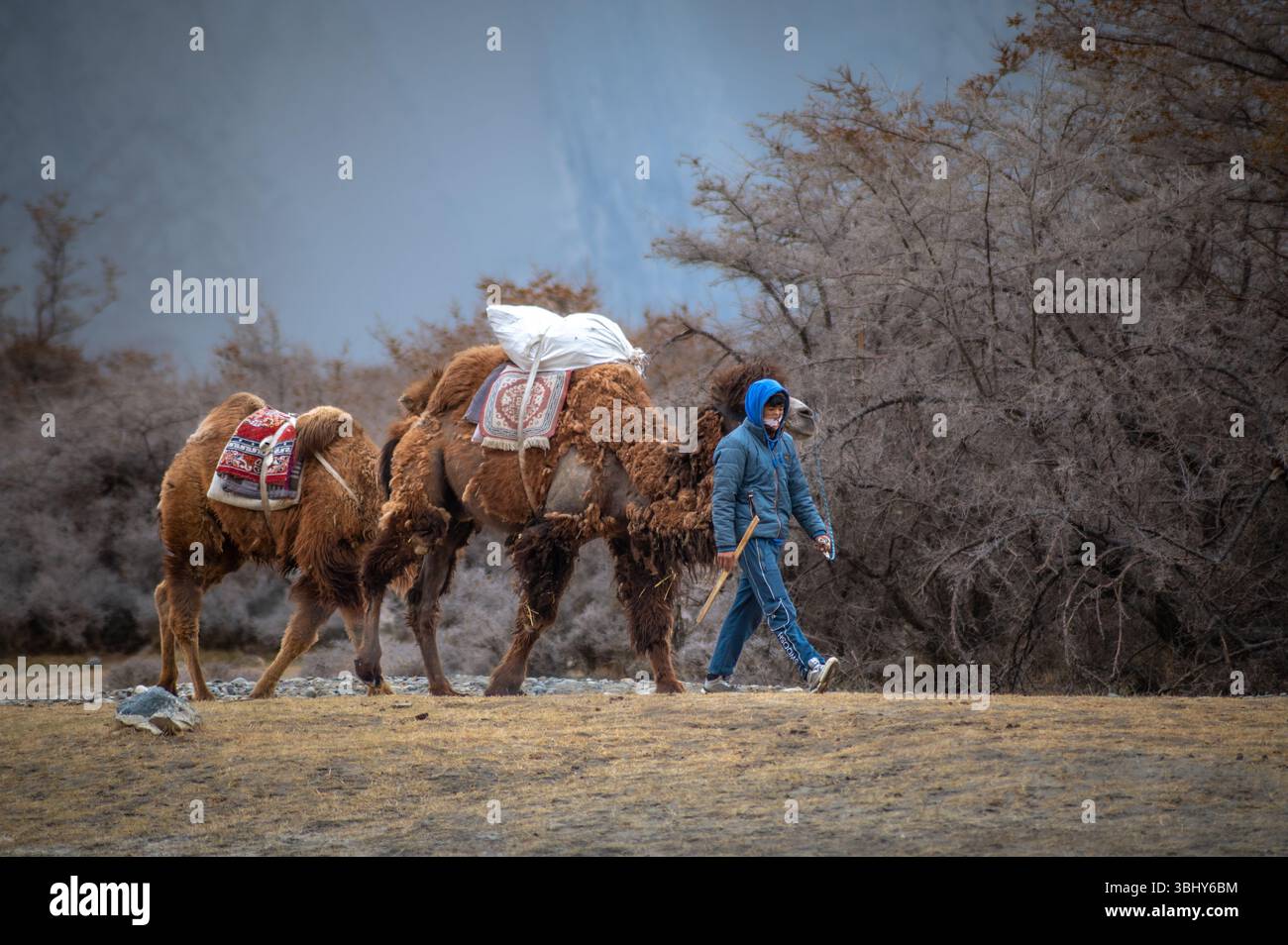 Himalayan camel safari hi-res stock photography and images - Alamy