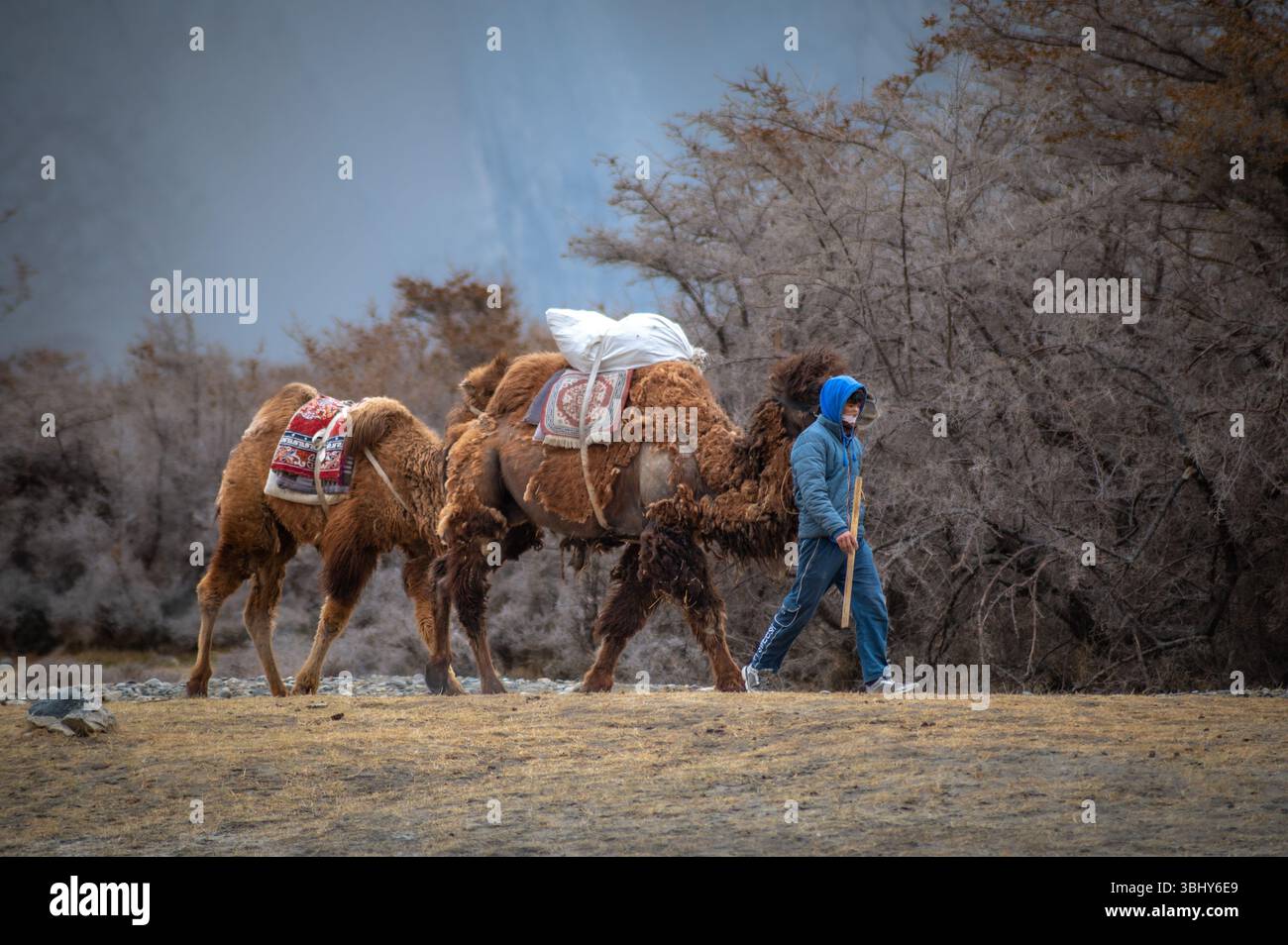 Camel handler hi-res stock photography and images - Alamy
