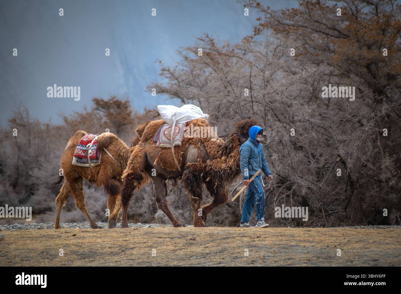 Camel handler hi-res stock photography and images - Alamy