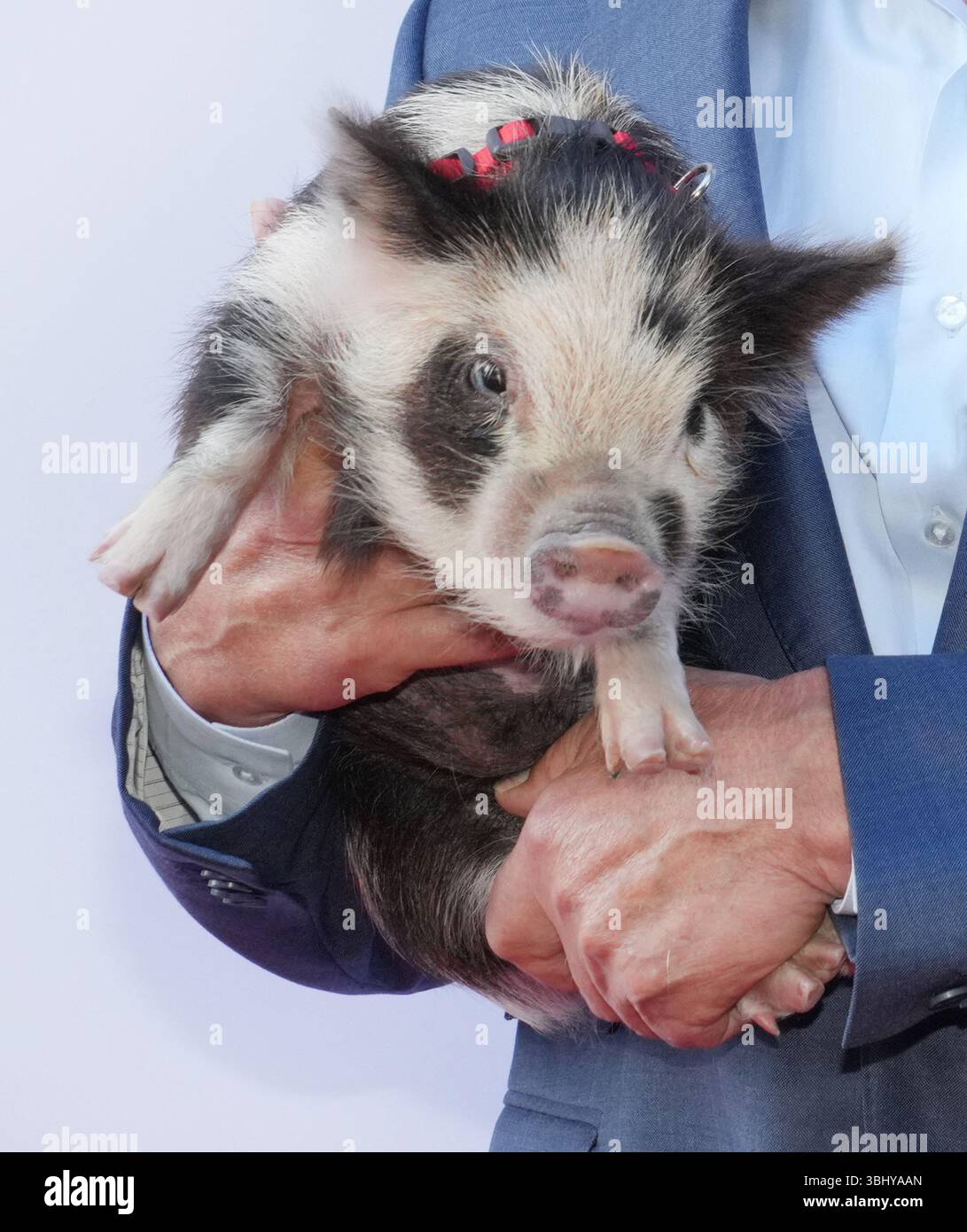 Arnold Snortzenegger the pig at the Netflix's FUBAR Season 2 Los ...