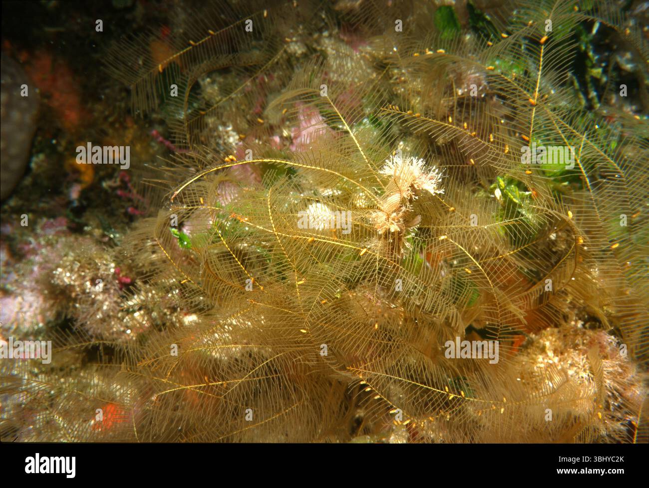 Ostrich plume hydroid, Aglaophenia sp., Glaopheniidae, Marettimo Island ...