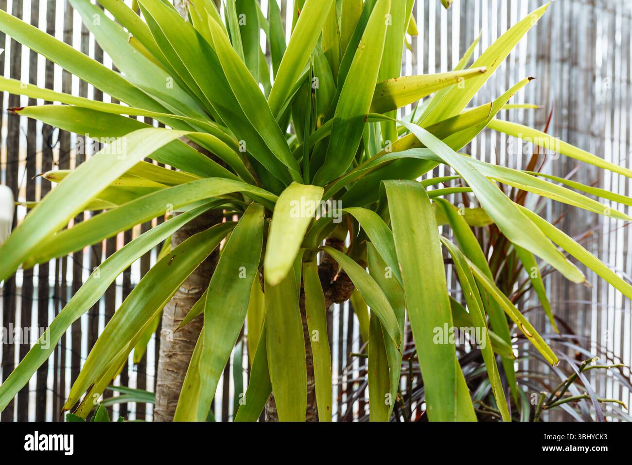 Growing Yucca Plants Stock Photo - Alamy