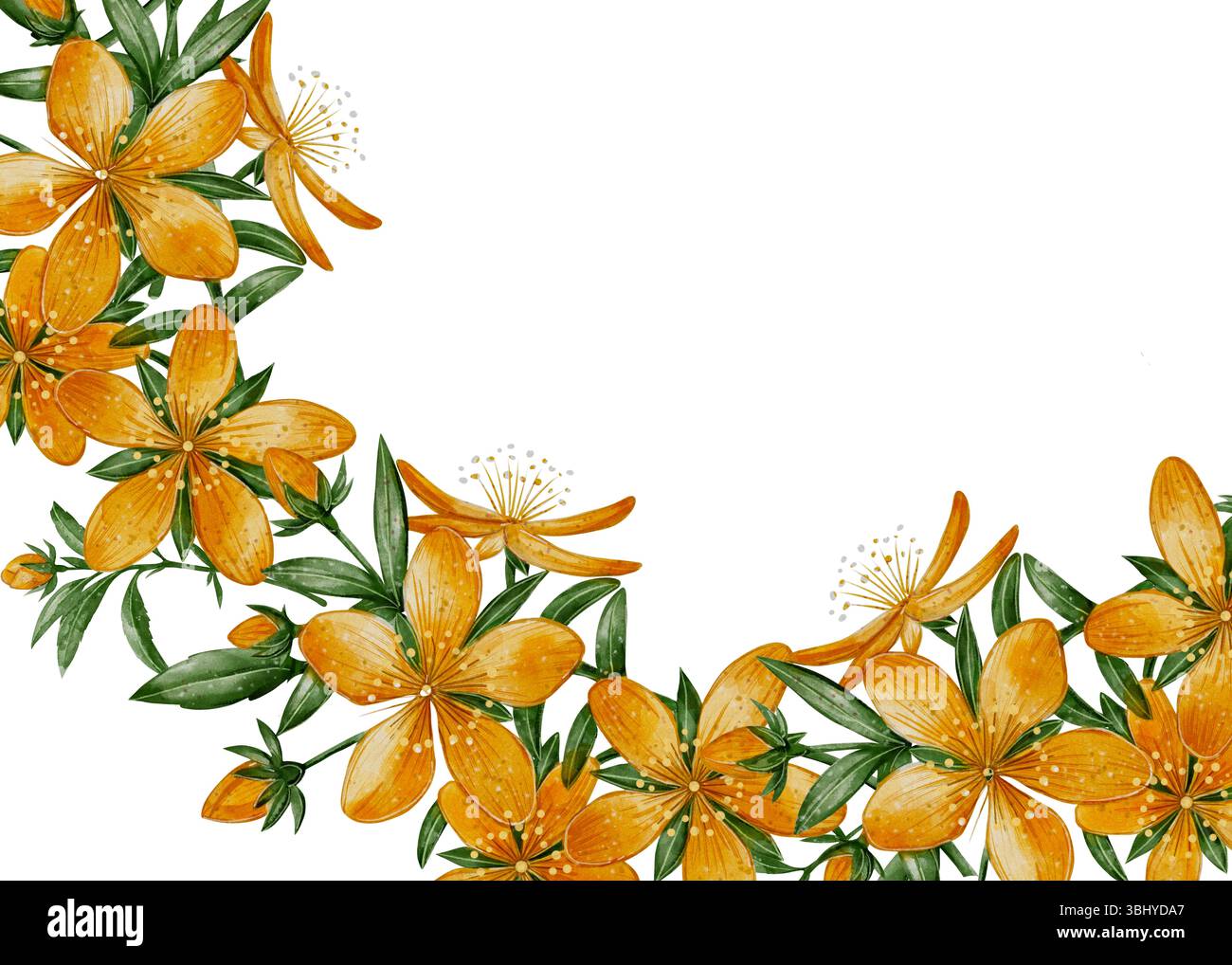 St. John's wort flowers with green leaves forming a curved bottom frame ...