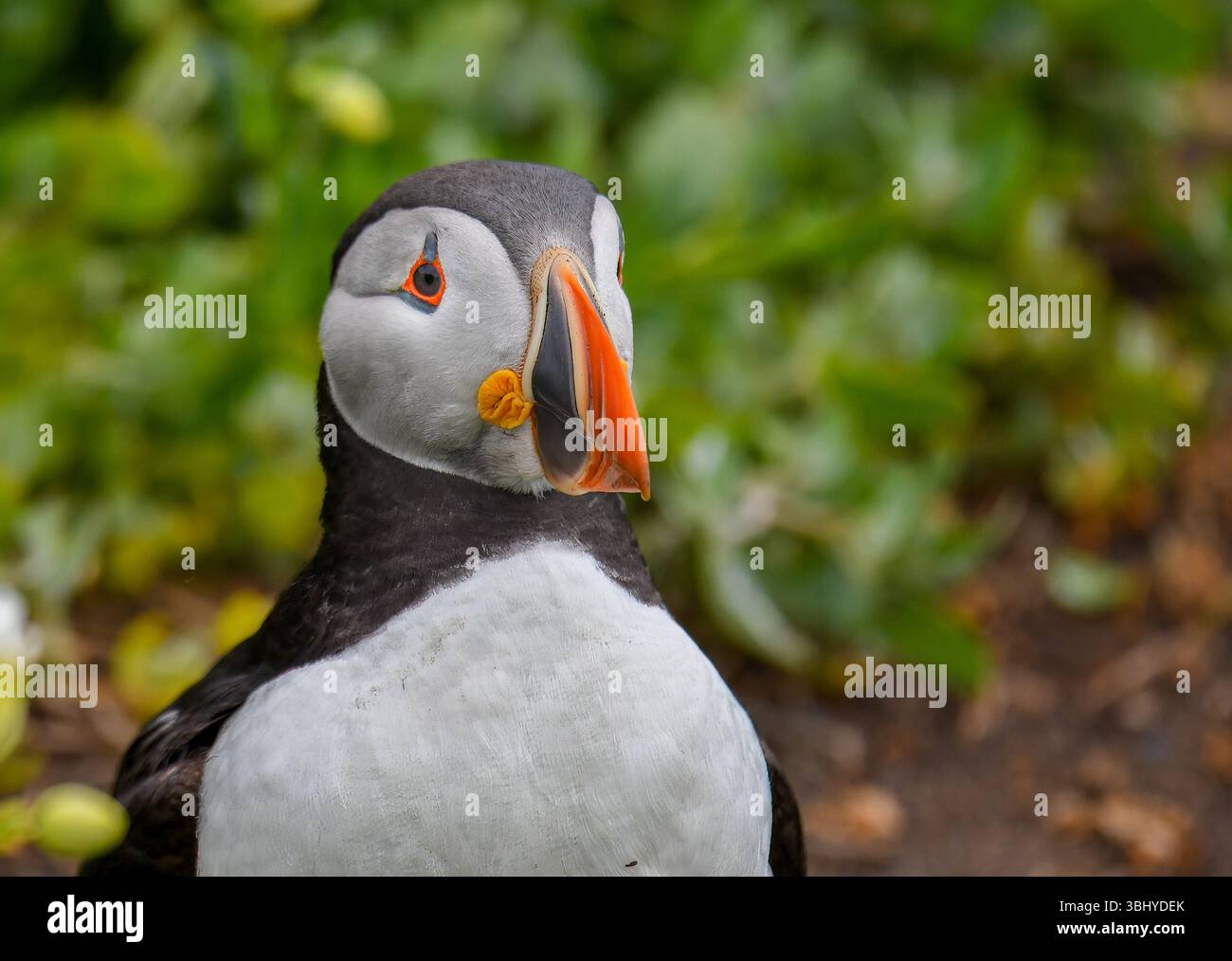 Puffins: Nature's Colourful Seafarers A Closer Look at the Iconic Sea ...