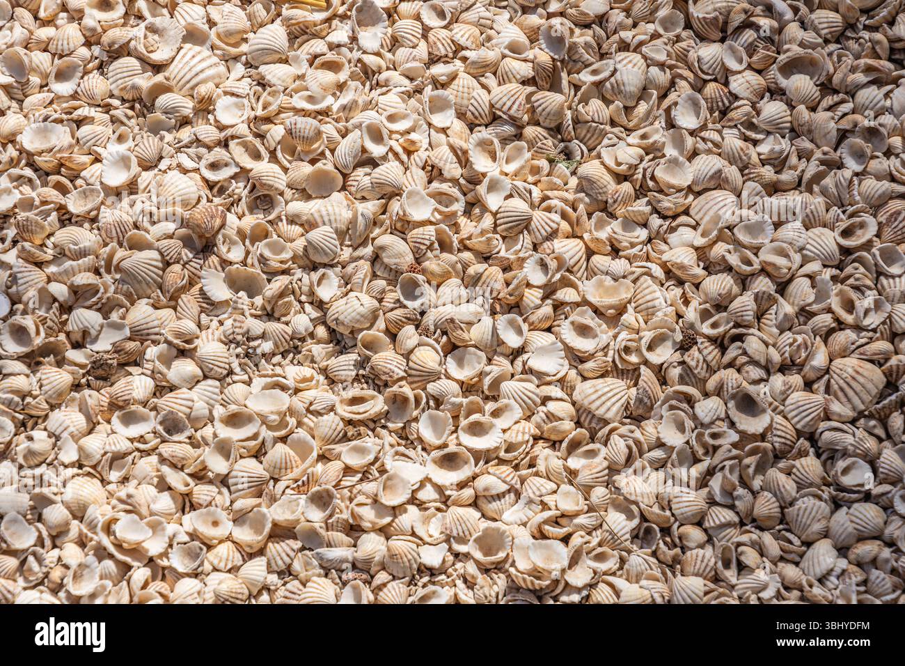 The land is entirely made up of thick layers of cockle shells Stock ...