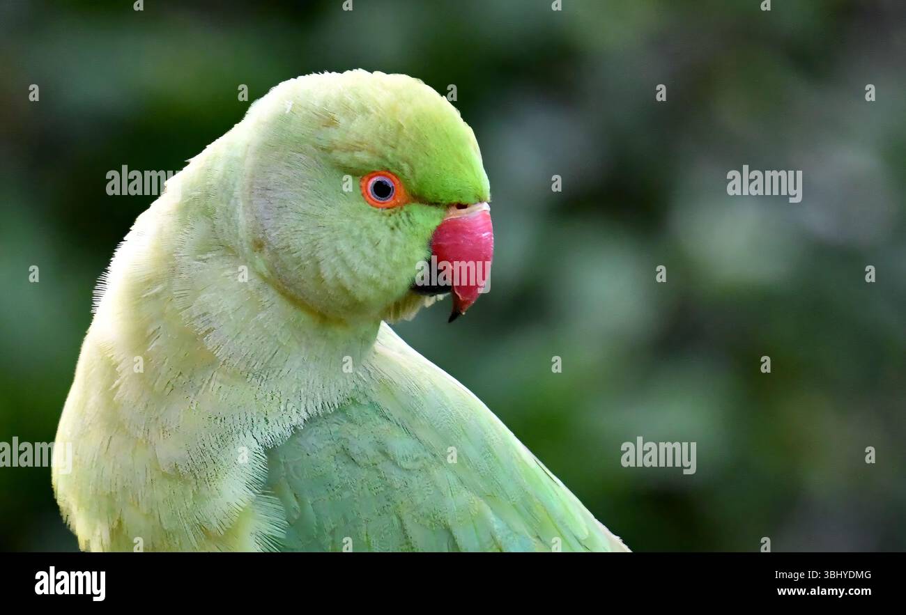 The rose-ringed parakeet, also known as the ring-necked parakeet ...