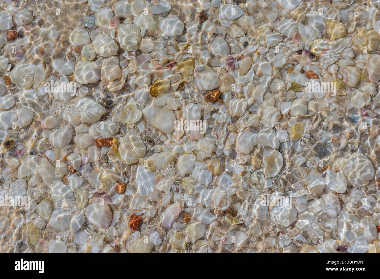 A close-up view of seashells distorted by sunlight on the moving ...
