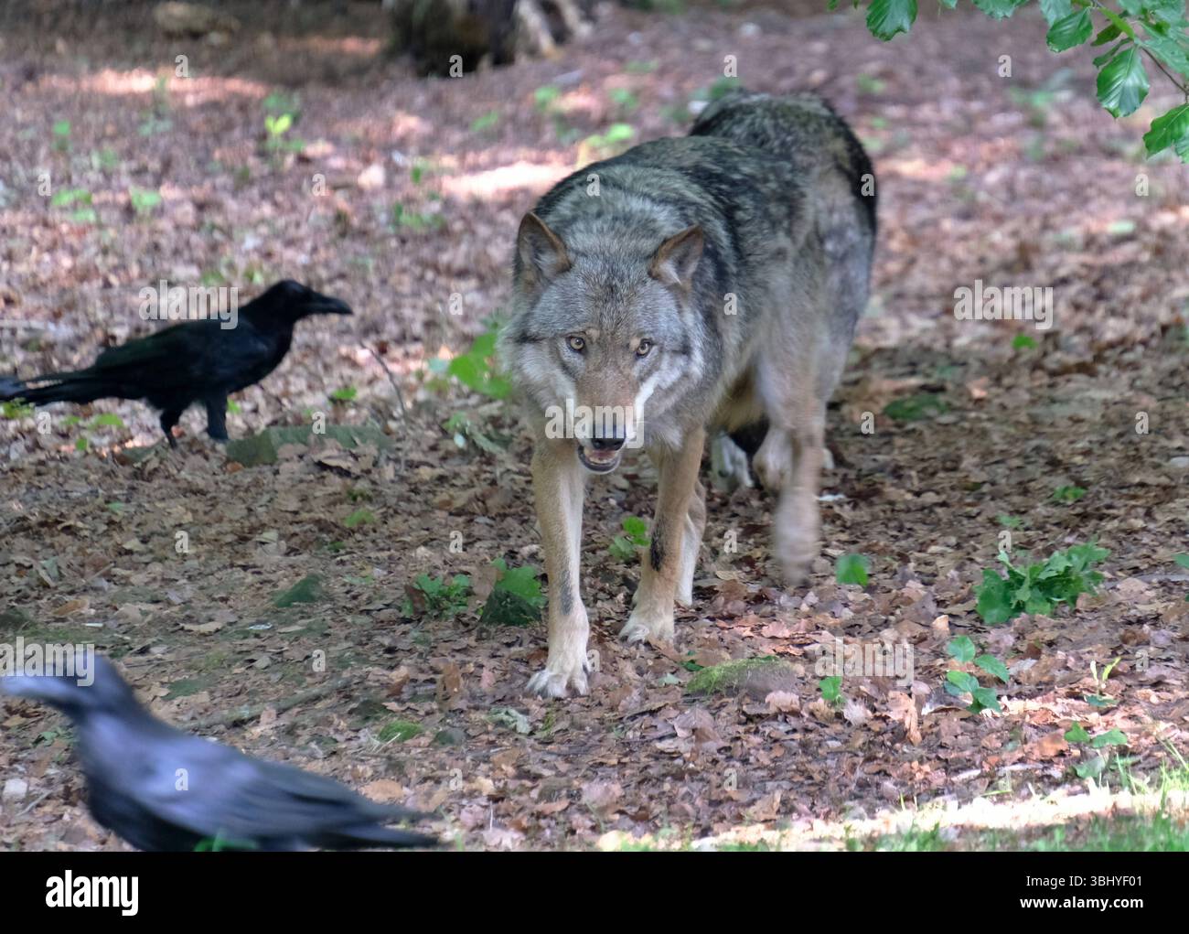 Wolf-Europaeischer Grauwolf in Deutschland in Aktion. Wolf-Grauwolf ...