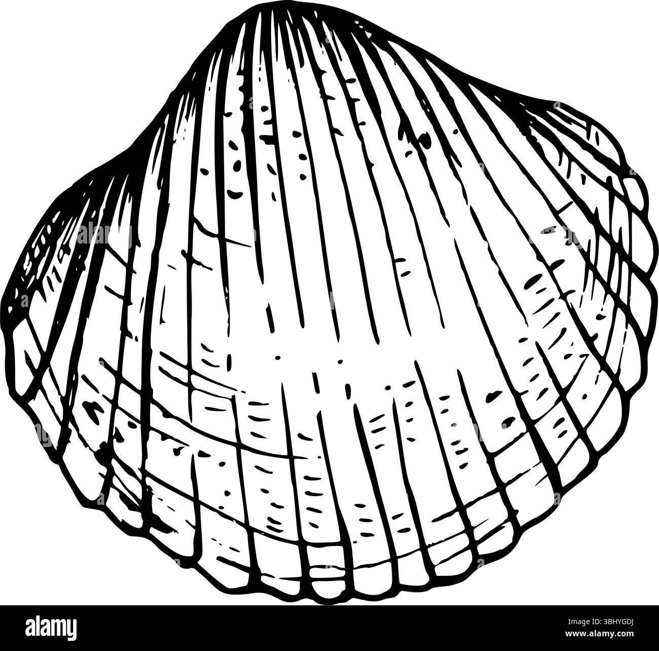 Ribbed shell isolated on Stock Vector Images - Alamy