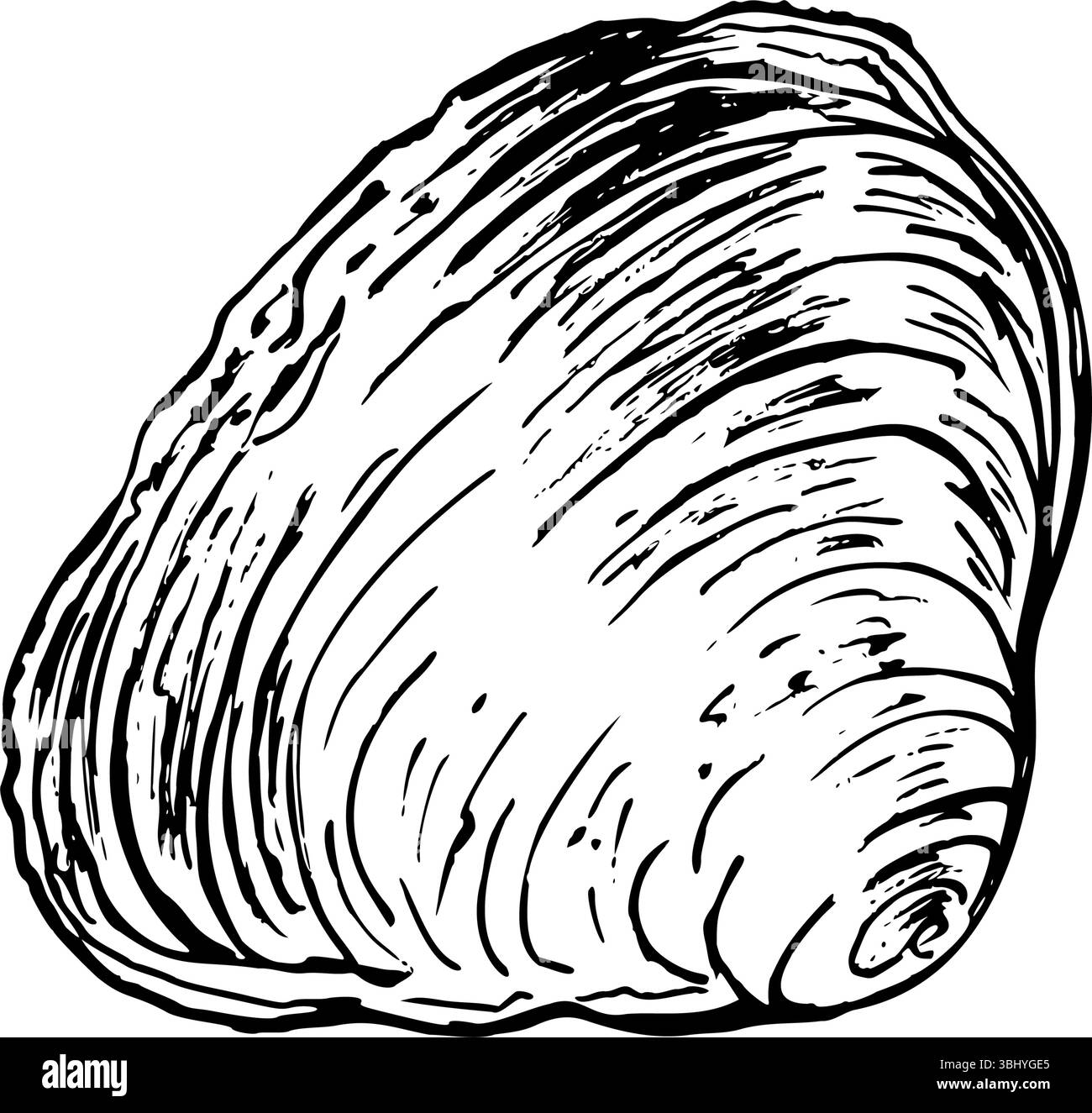 A single, textured seashell with swirling patterns and natural curves ...