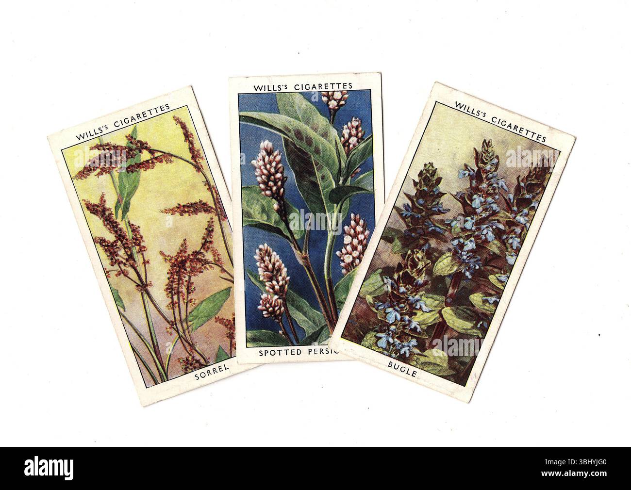 Vintage cigarette cards showing wild flowers isolated on a white ...