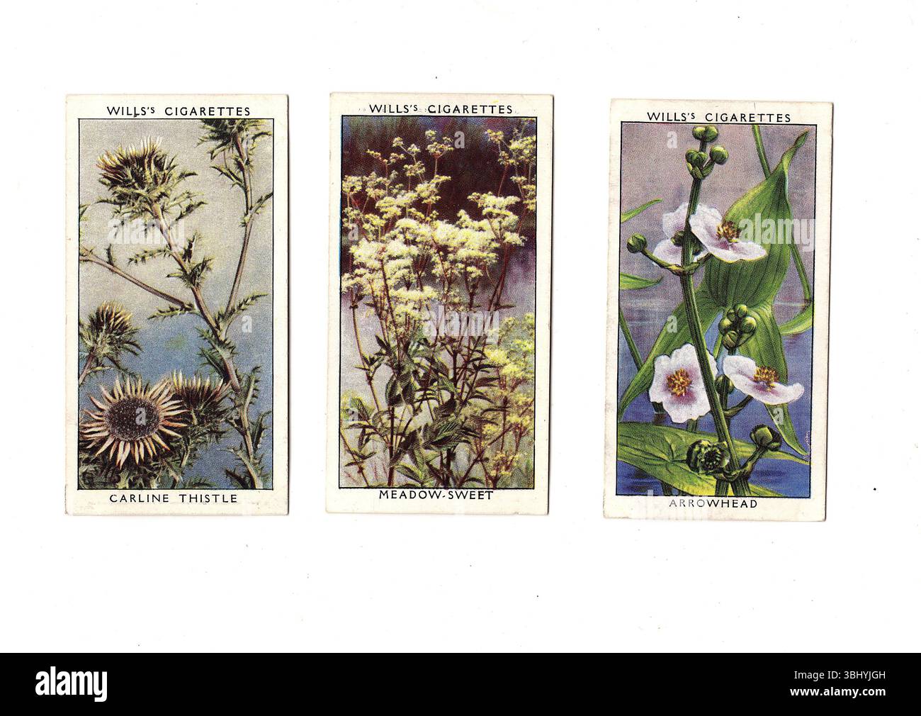 Vintage cigarette cards showing wild flowers isolated on a white ...