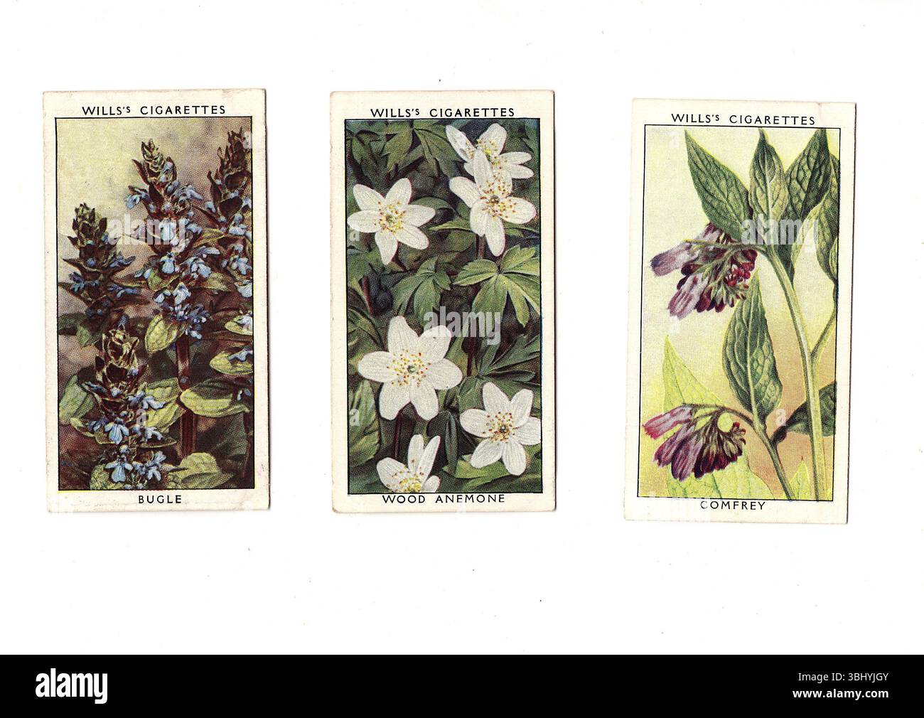 Vintage cigarette cards showing wild flowers isolated on a white ...