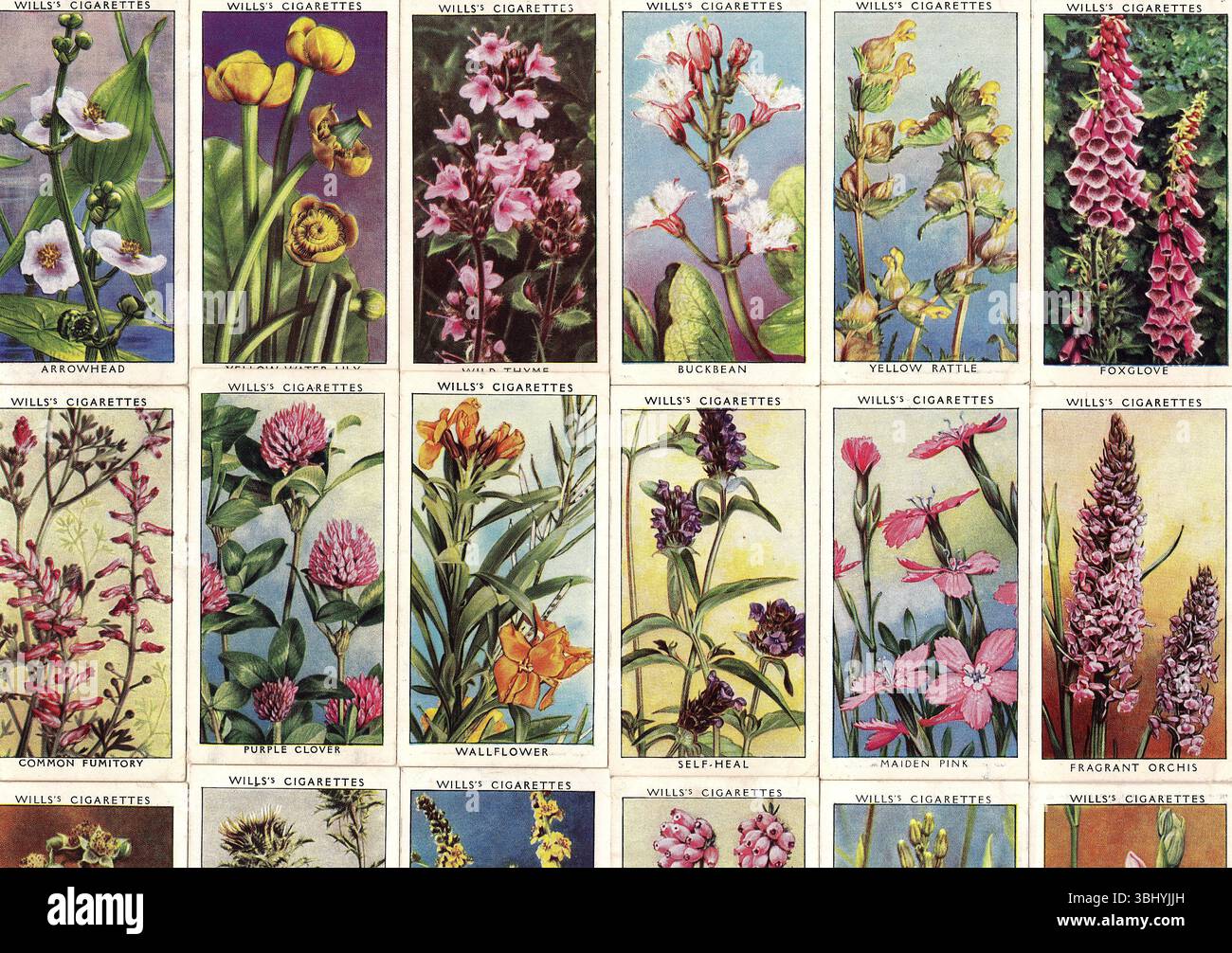 Vintage cigarette cards showing wild flowers isolated on a white ...