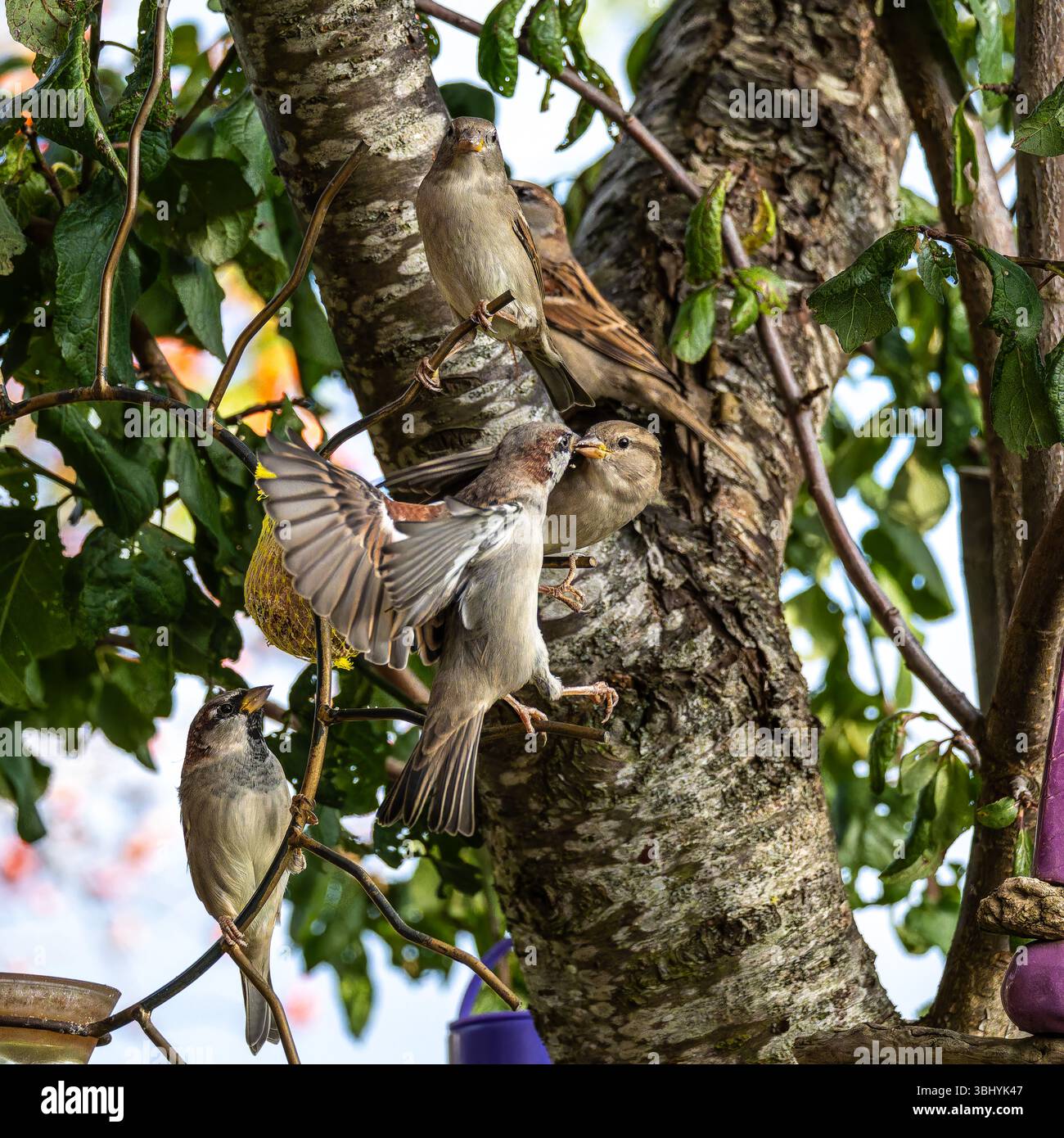 House sparrow, Passer domesticus. An adult sparrow feeds its young ...
