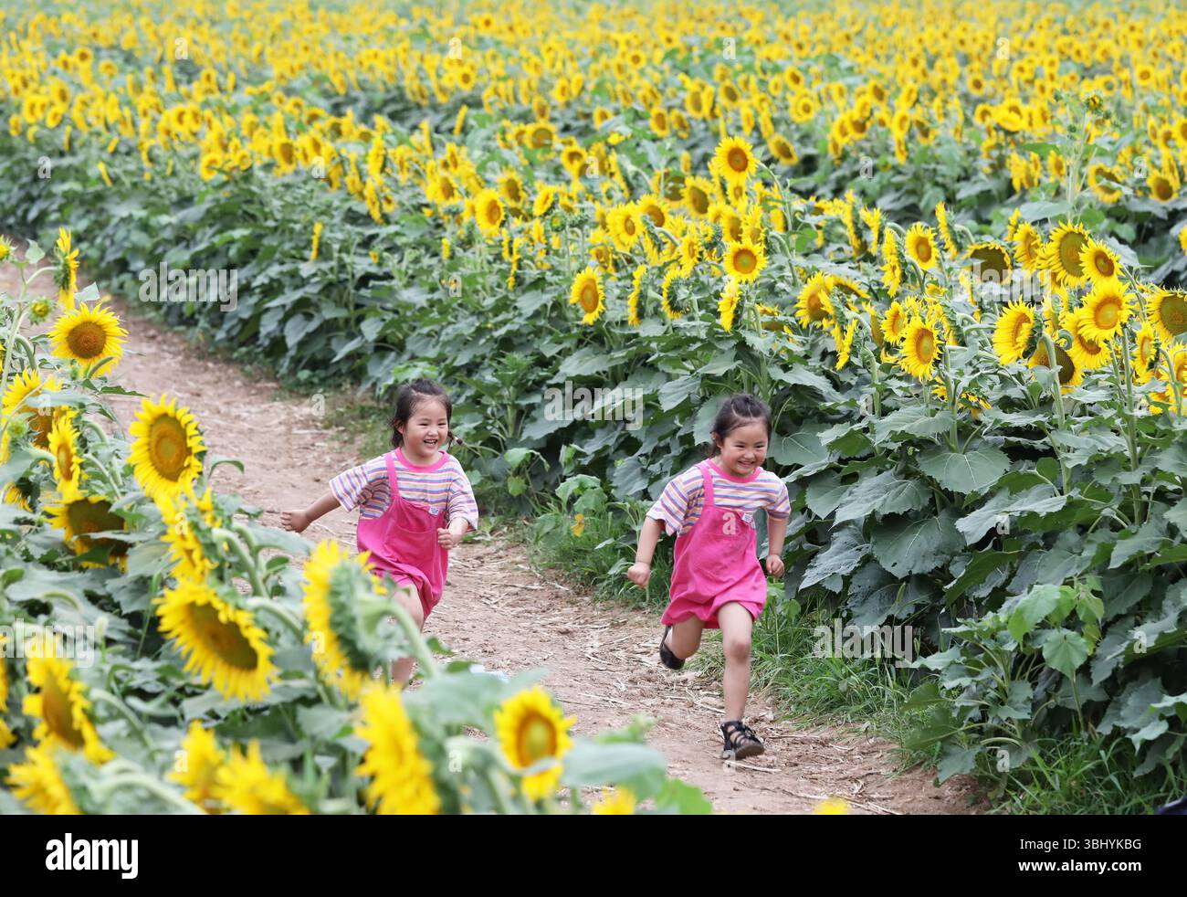 Sunflowers are in full bloom in Huaibei City, east China's Anhui ...