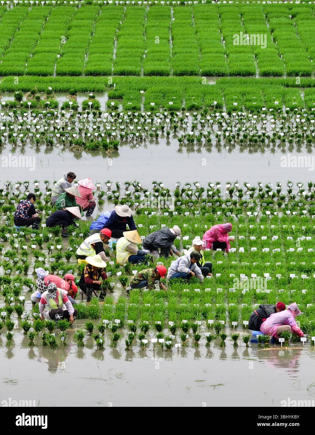 Aerial photo shows farmers working in the field in Yangzhou City, east ...