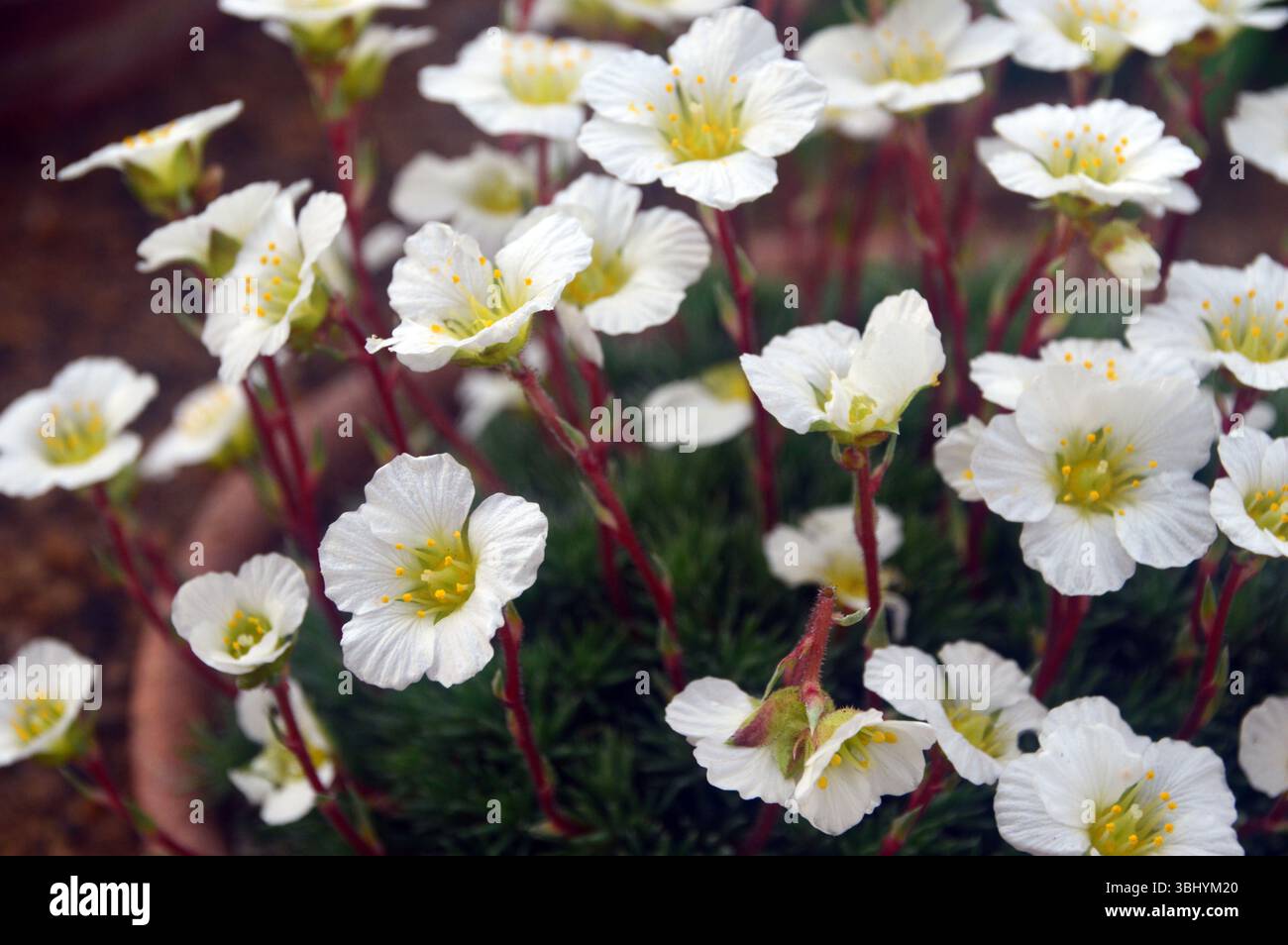 White Saxifraga 'Prince Hal' (Burseriana) Saxifrage Flowers on Display ...
