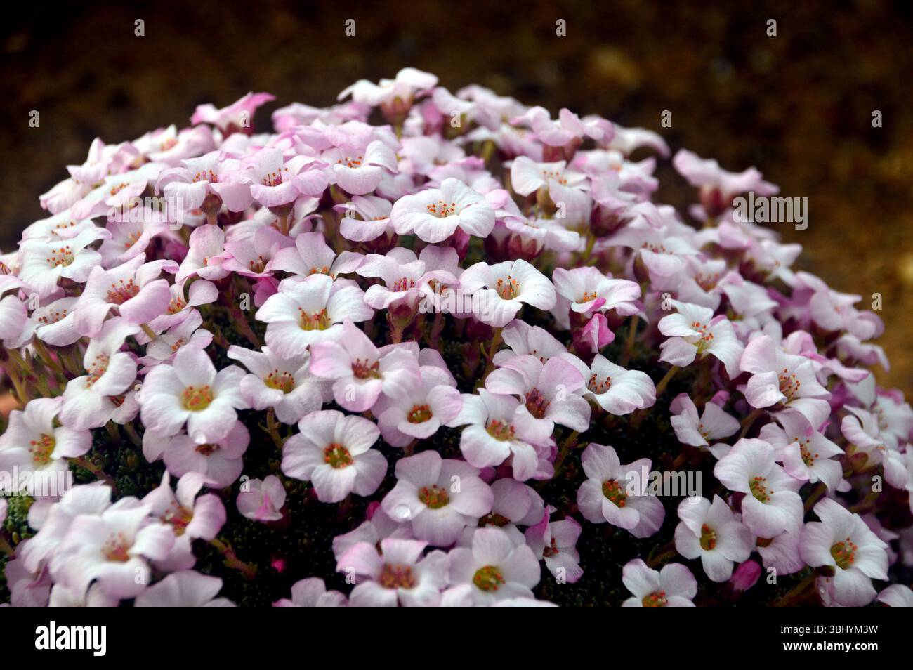 White/Pink Saxifraga (Swing Group) 'Mary Golds' Saxifrage Flowers on ...