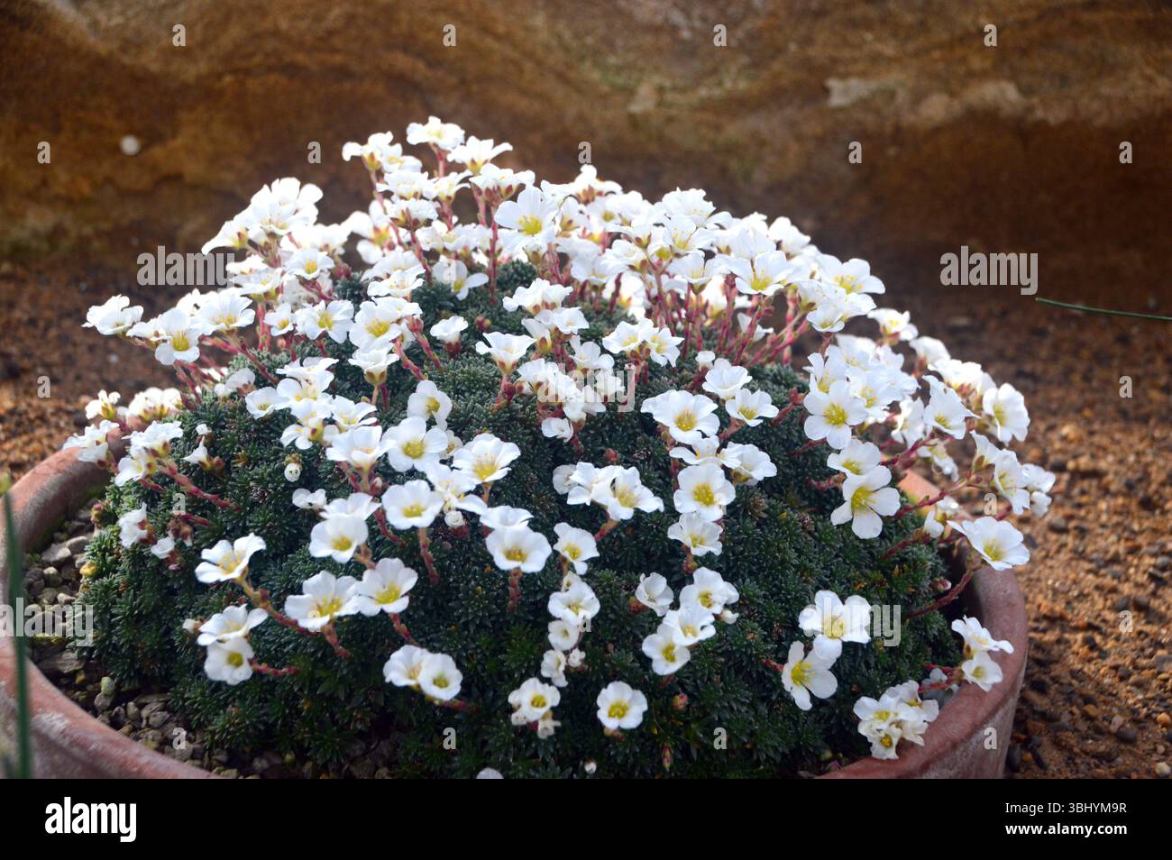 Tiny White Saxifraga (x Salmonica) 'Mrs Helen Terry' Saxifrage Flowers ...