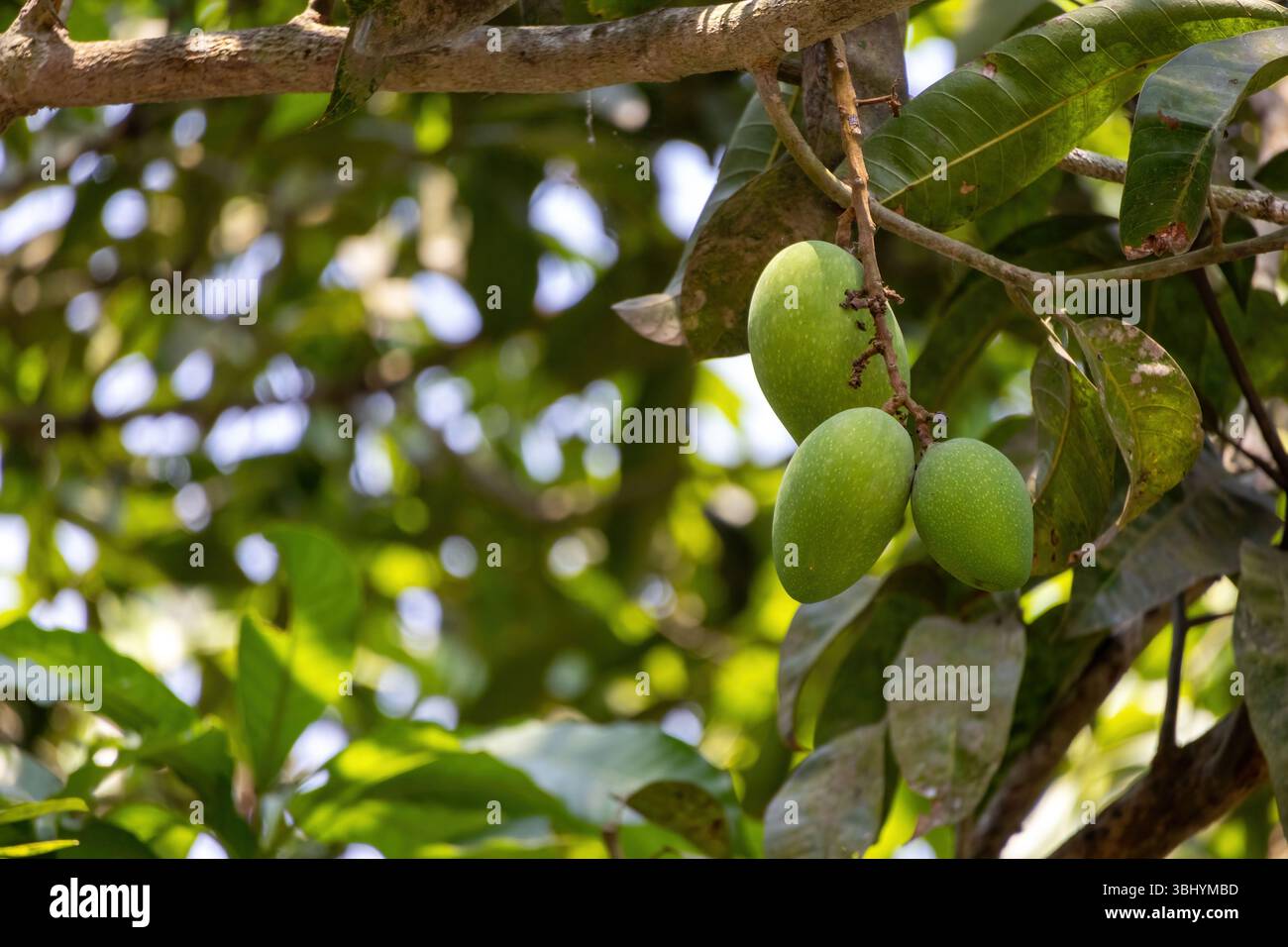 Vibrant green mangoes (Mangifera indica) on branch. Healthy, delicious ...