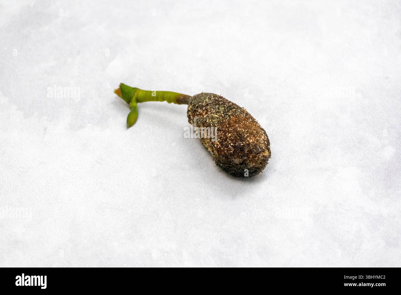 Young rotten jackfruit isolated on white background. Premature spoilage ...