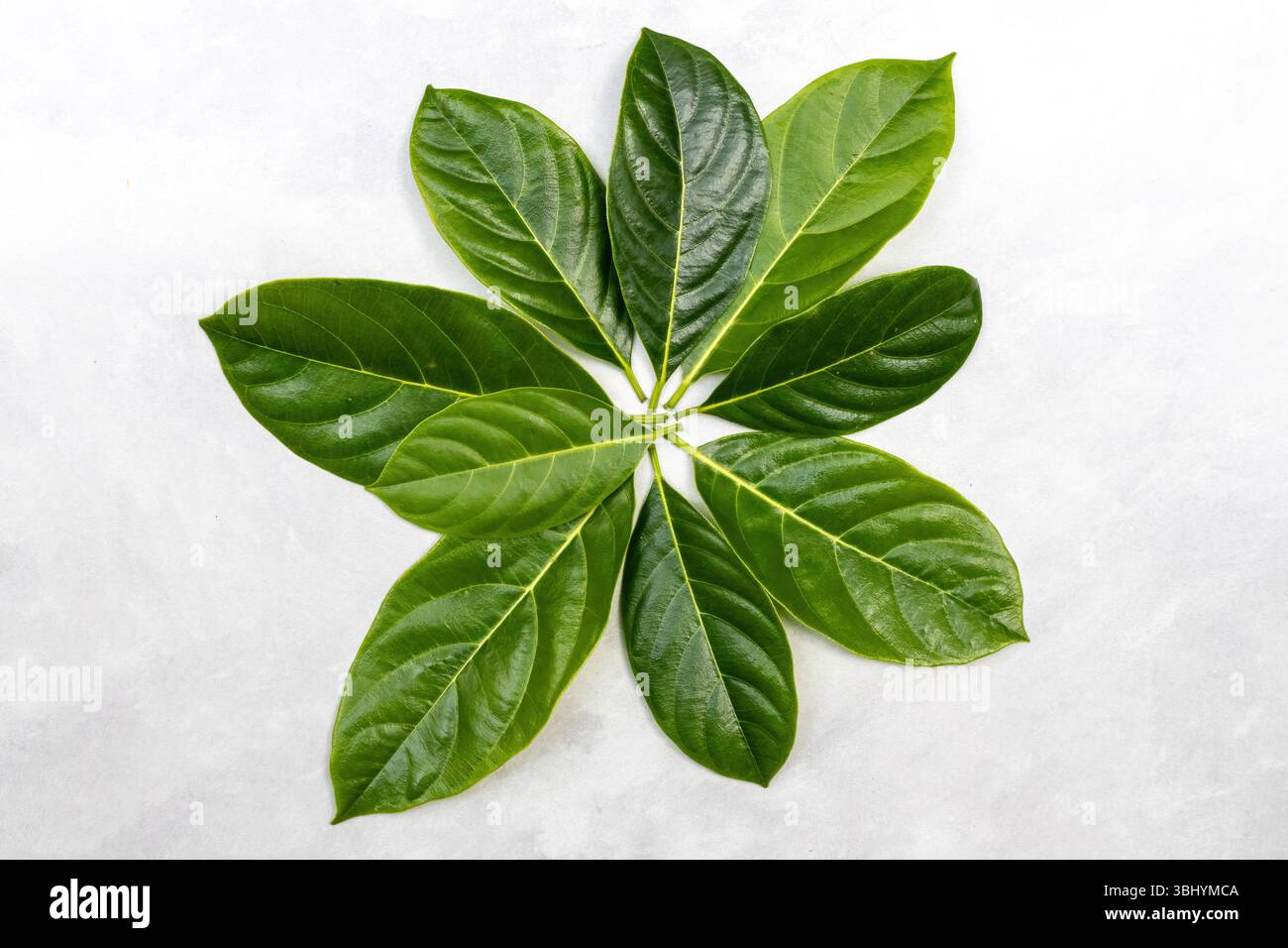 Fresh green jackfruit tree leaves different sizes isolated white ...