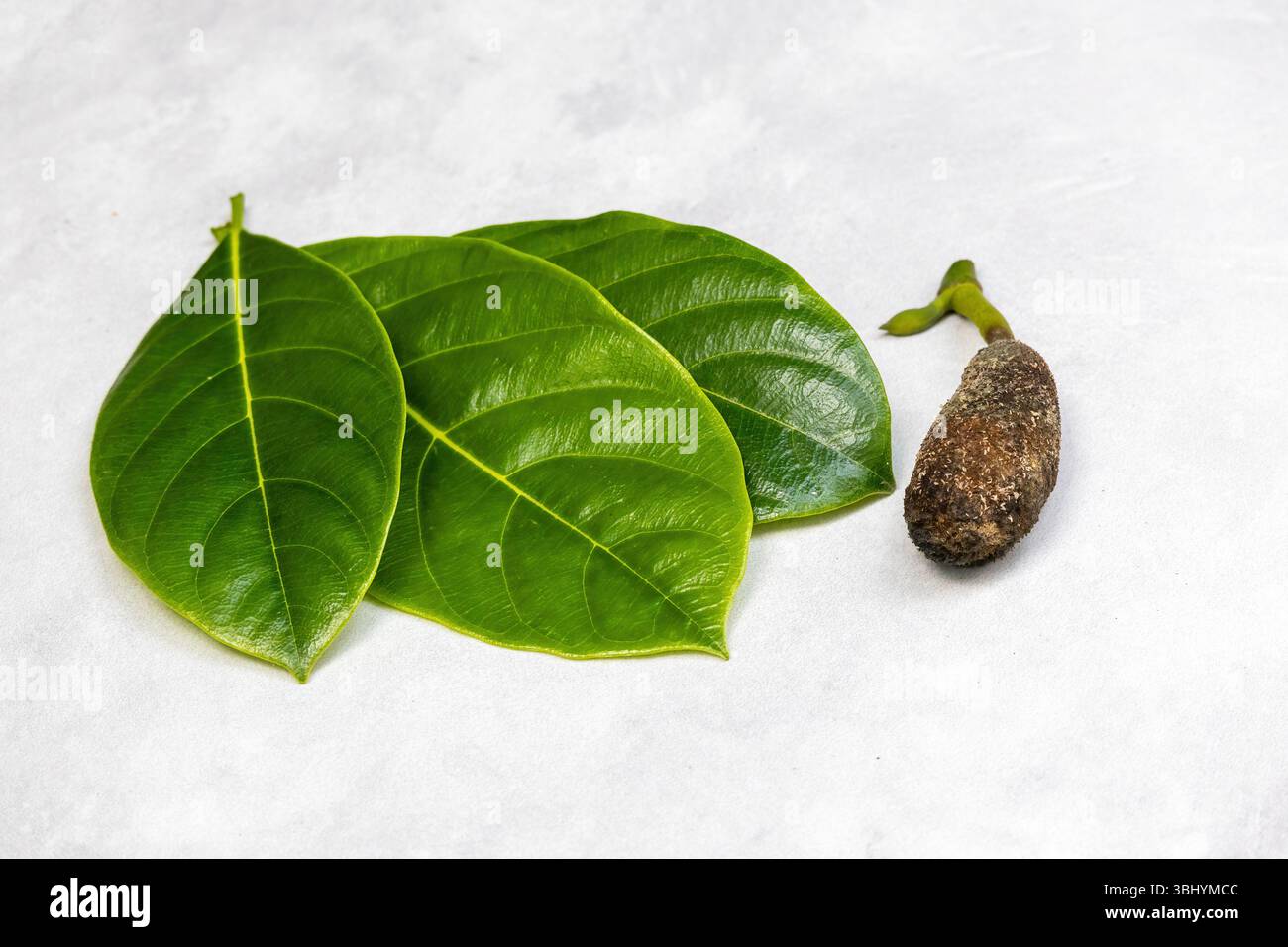 Young rotten jackfruit on white background with fresh green leaves ...