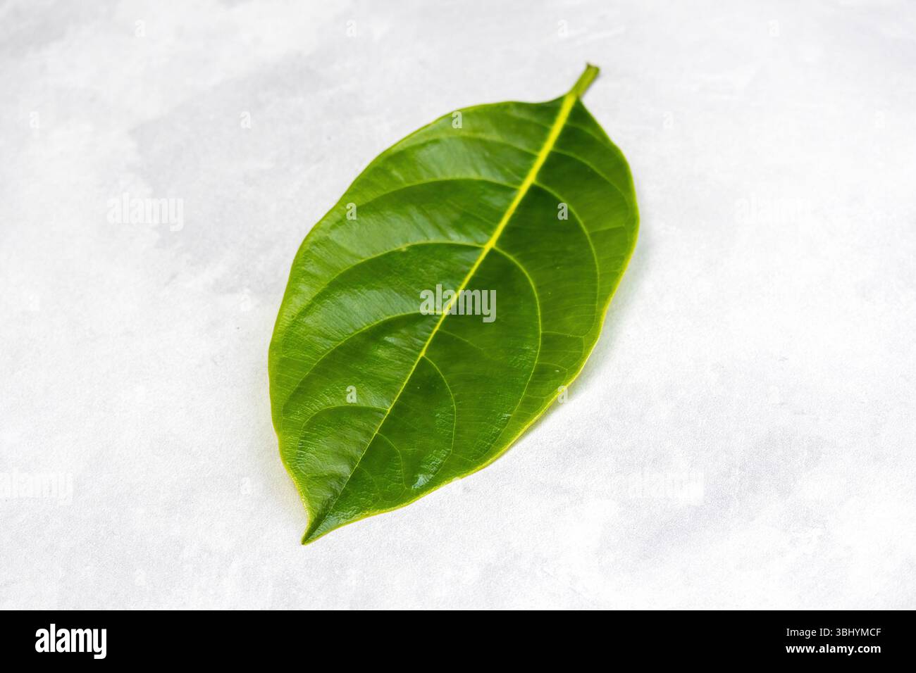 Close-up fresh green jackfruit tree leaf isolated on white. Tropical ...